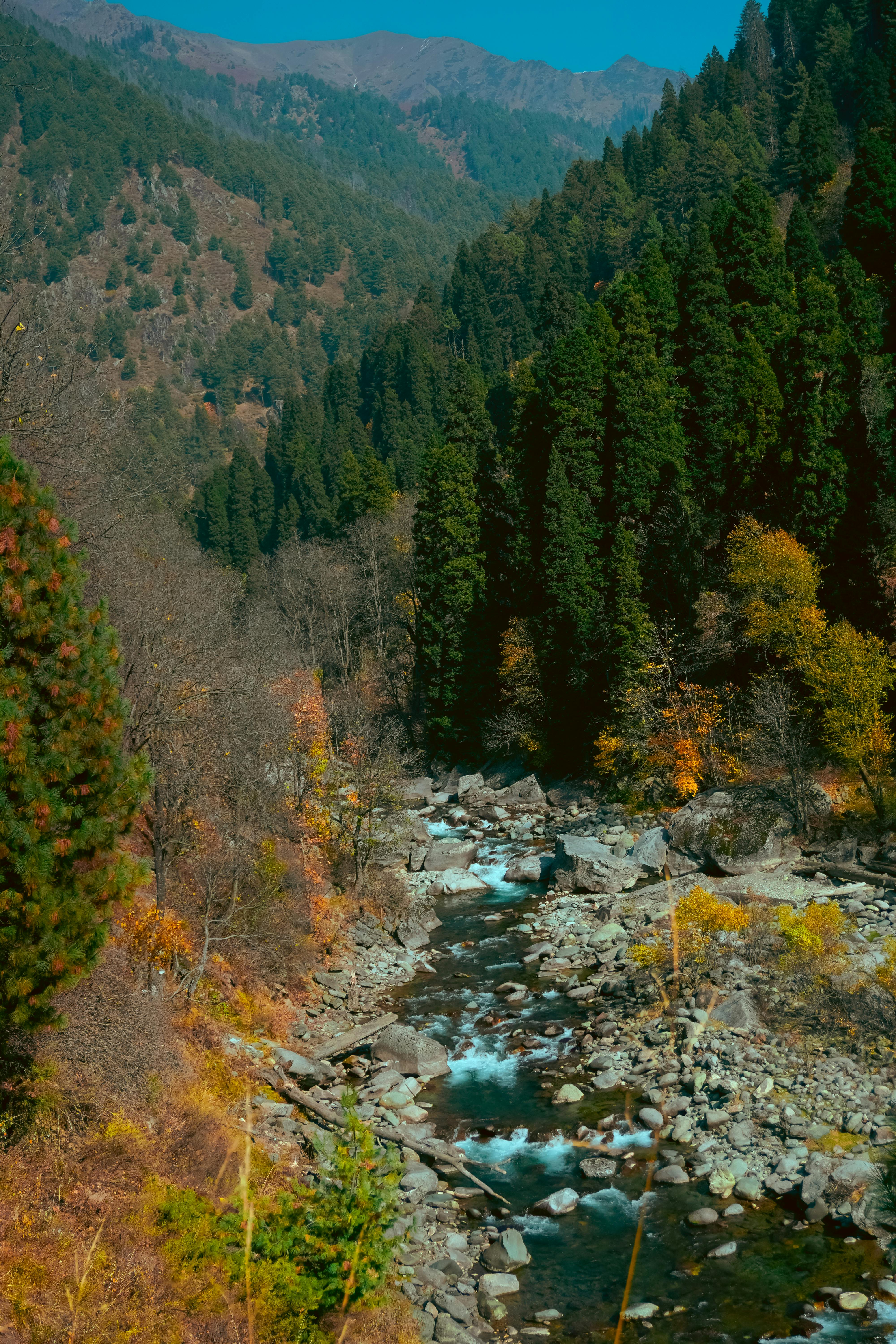 River in Valley of Conifer Forest · Free Stock Photo