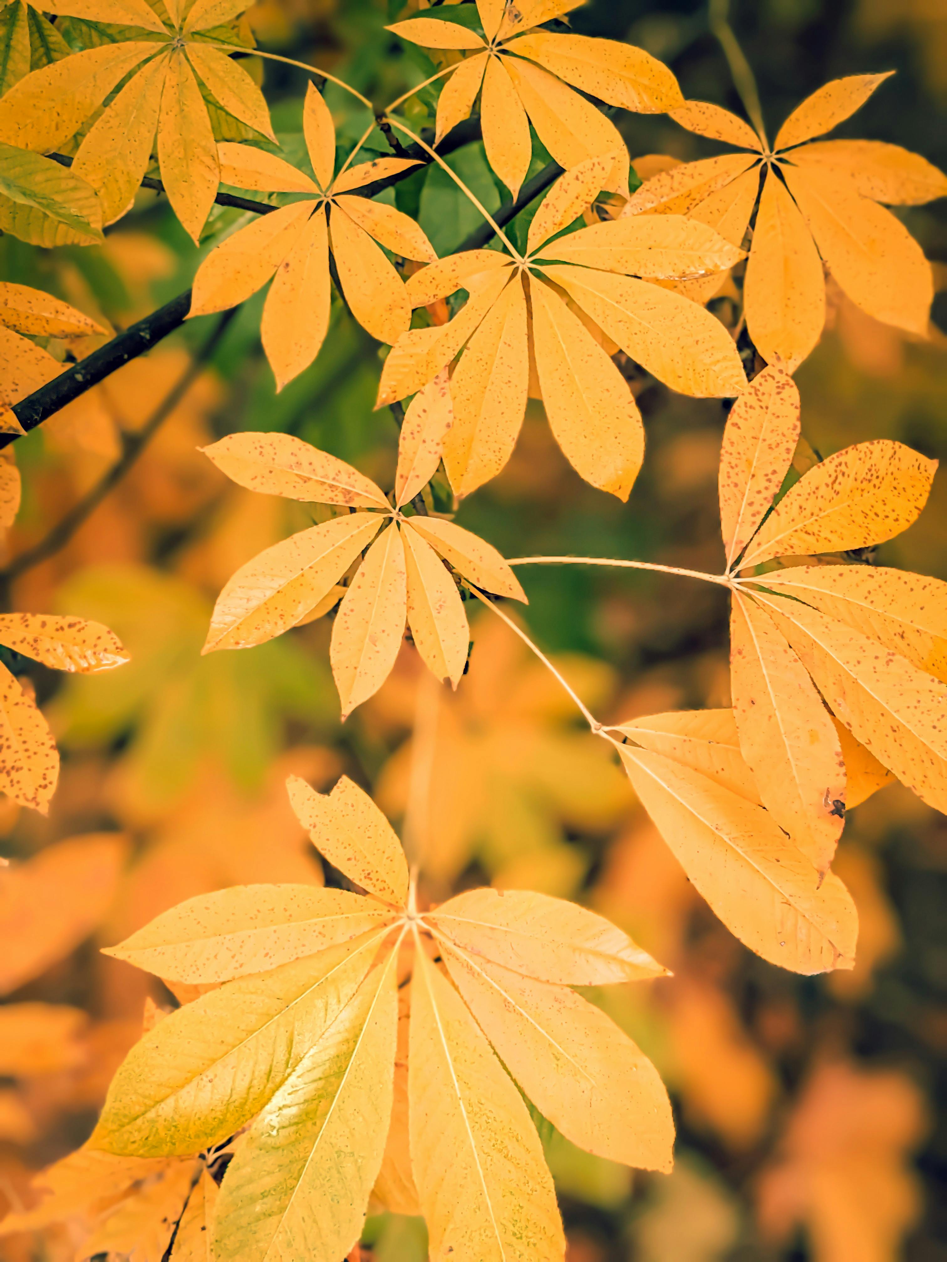 Chestnut Tree Leaves in Autumn · Free Stock Photo