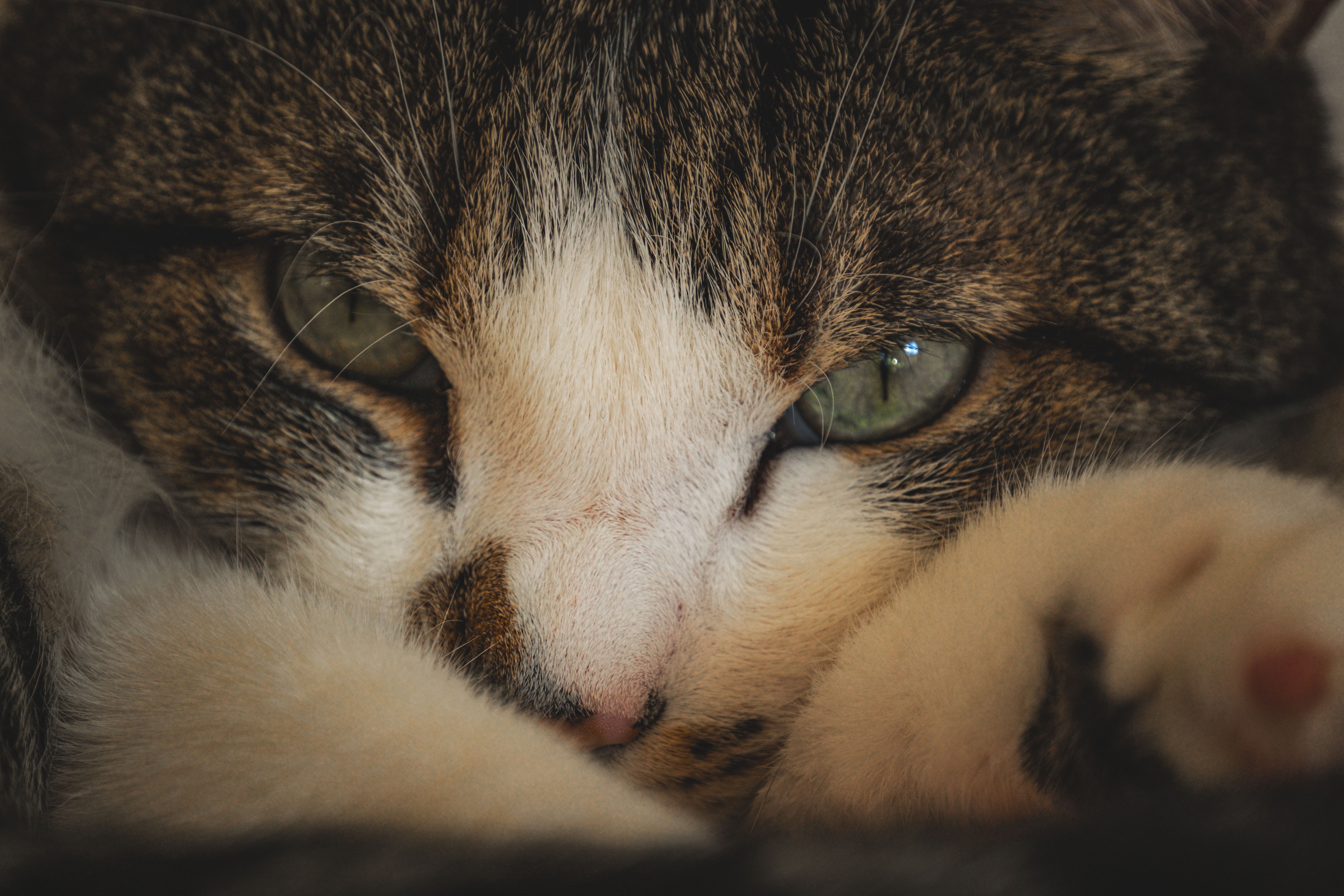 Close up of Cat Eyes · Free Stock Photo