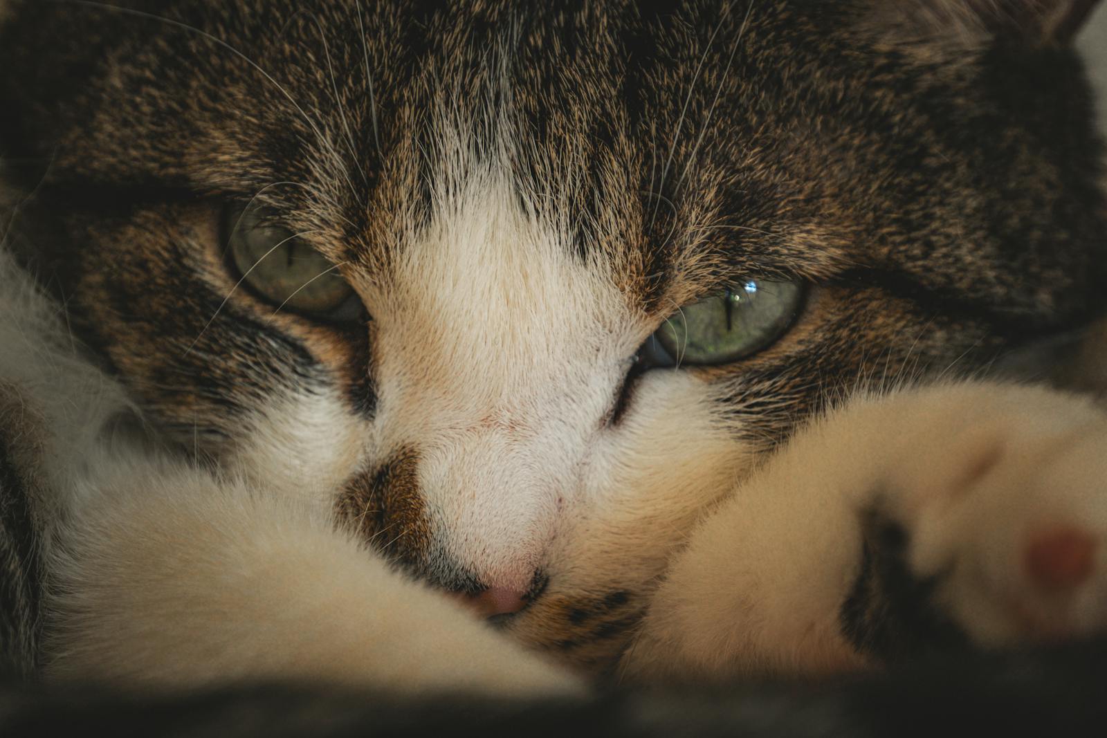 Cat Wallpaper Pc Photos, Download The BEST Free Cat Wallpaper Pc Stock ...