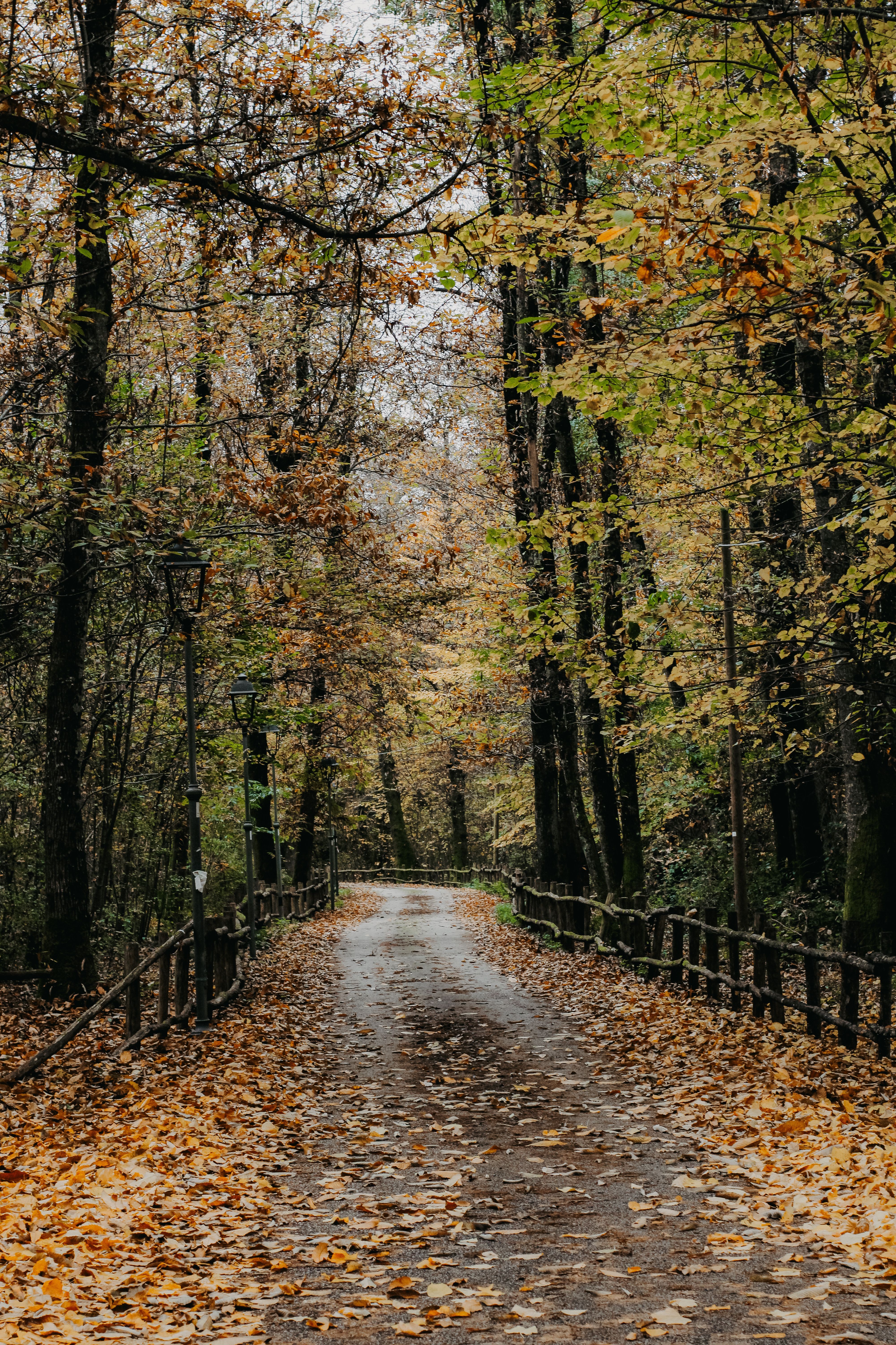 Road Through the Autumn Forest Fenced with Wooden Safety Barriers ...