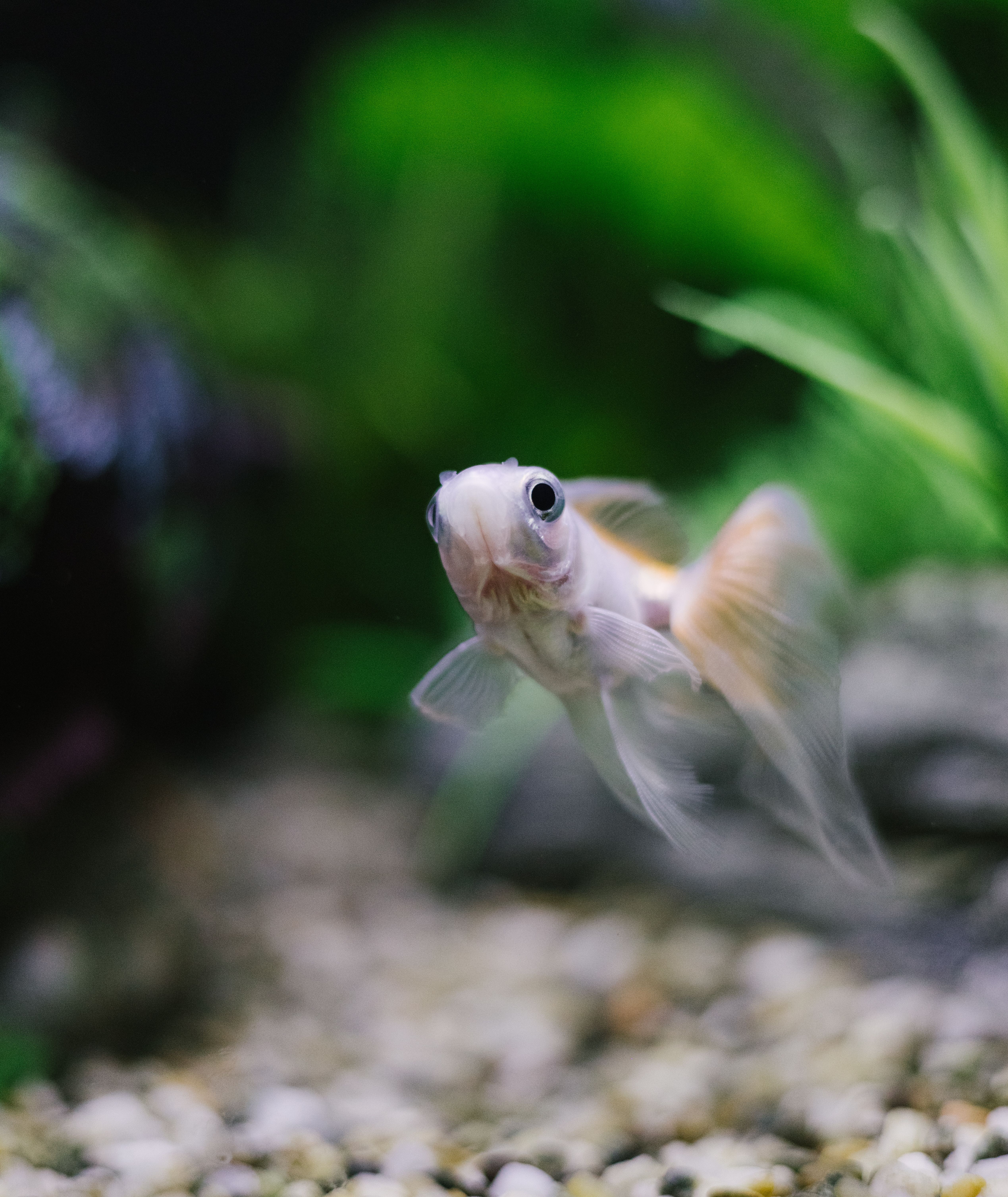 Close up of White Fish · Free Stock Photo