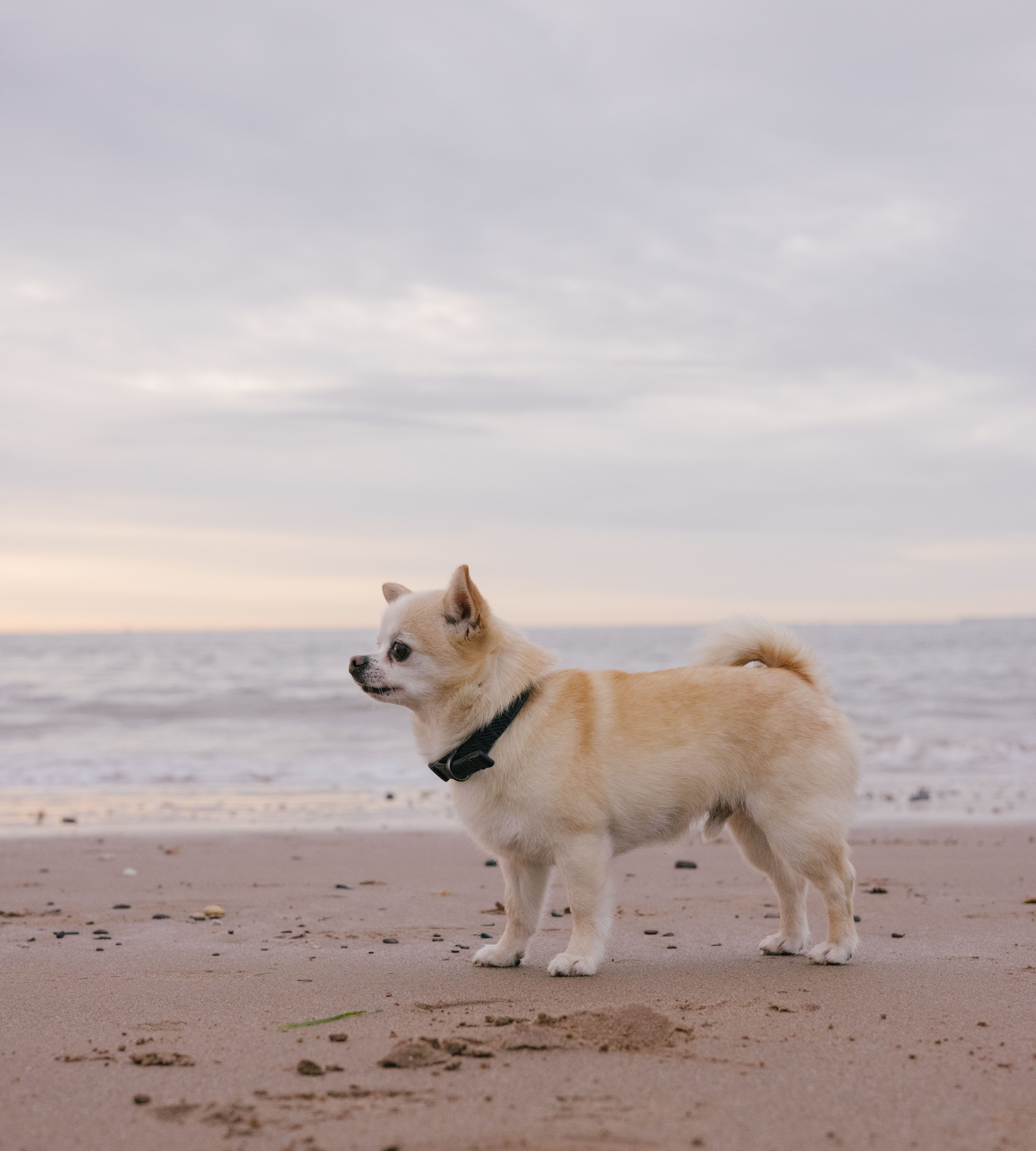 Small Dog on Beach · Free Stock Photo