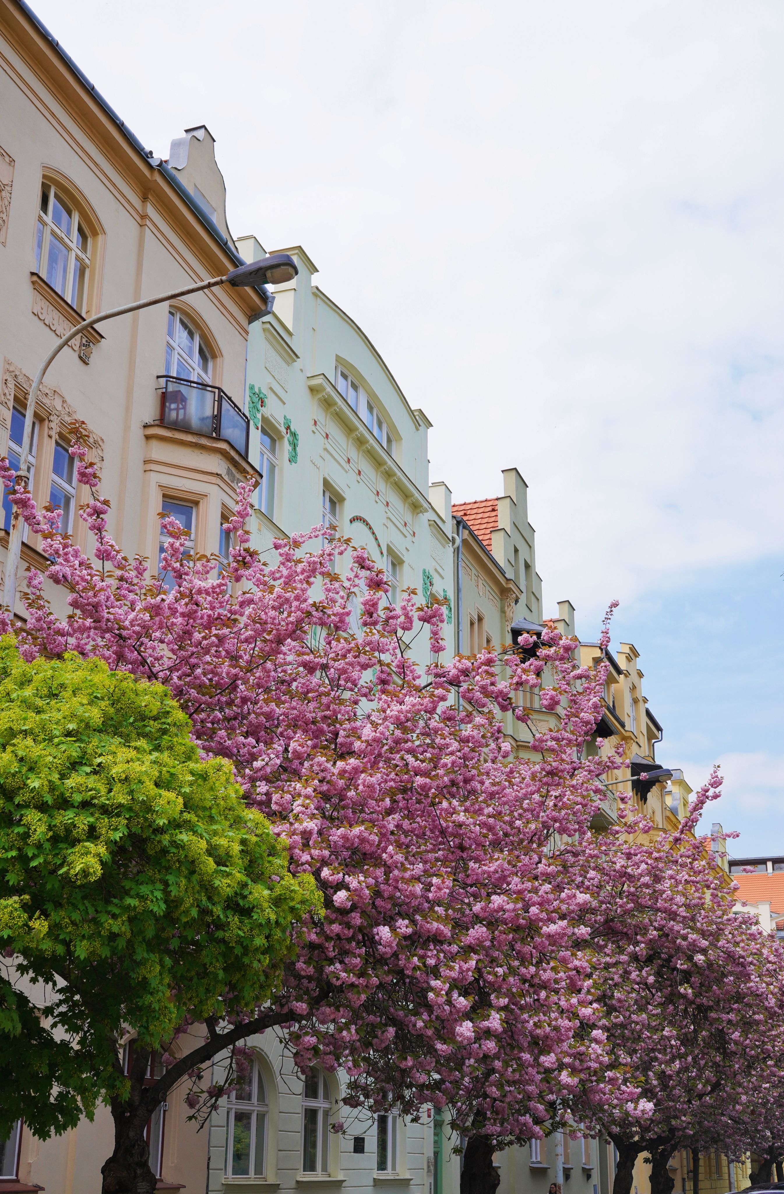 Trees in a City · Free Stock Photo