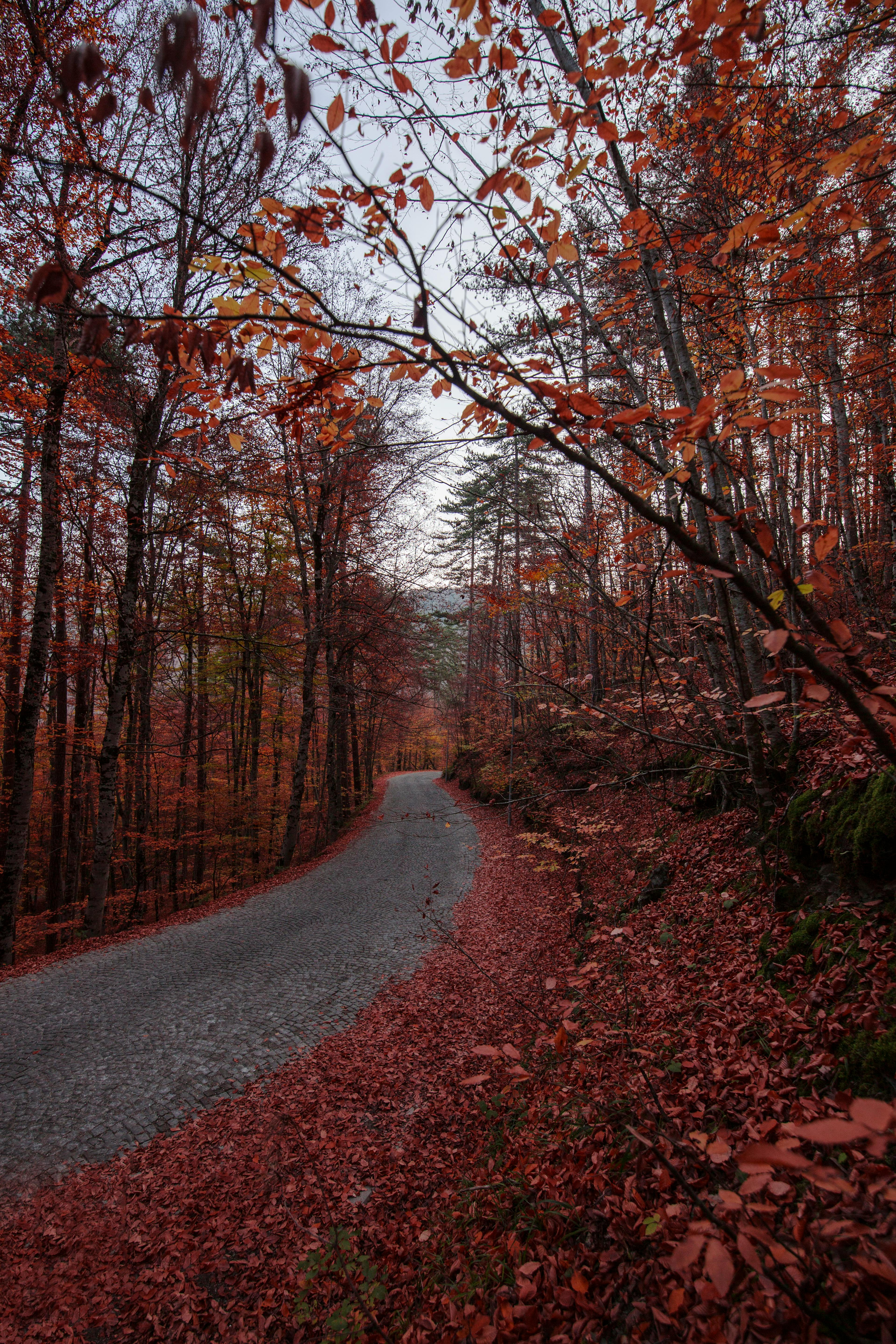 Red Forest around Road in Autumn · Free Stock Photo
