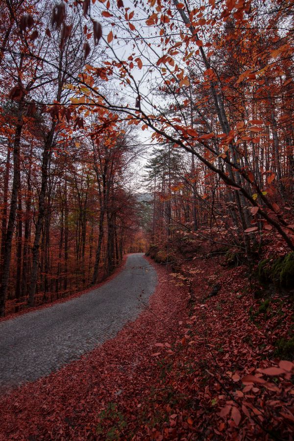 Red Forest Wallpaper Photos, Download The BEST Free Red Forest ...