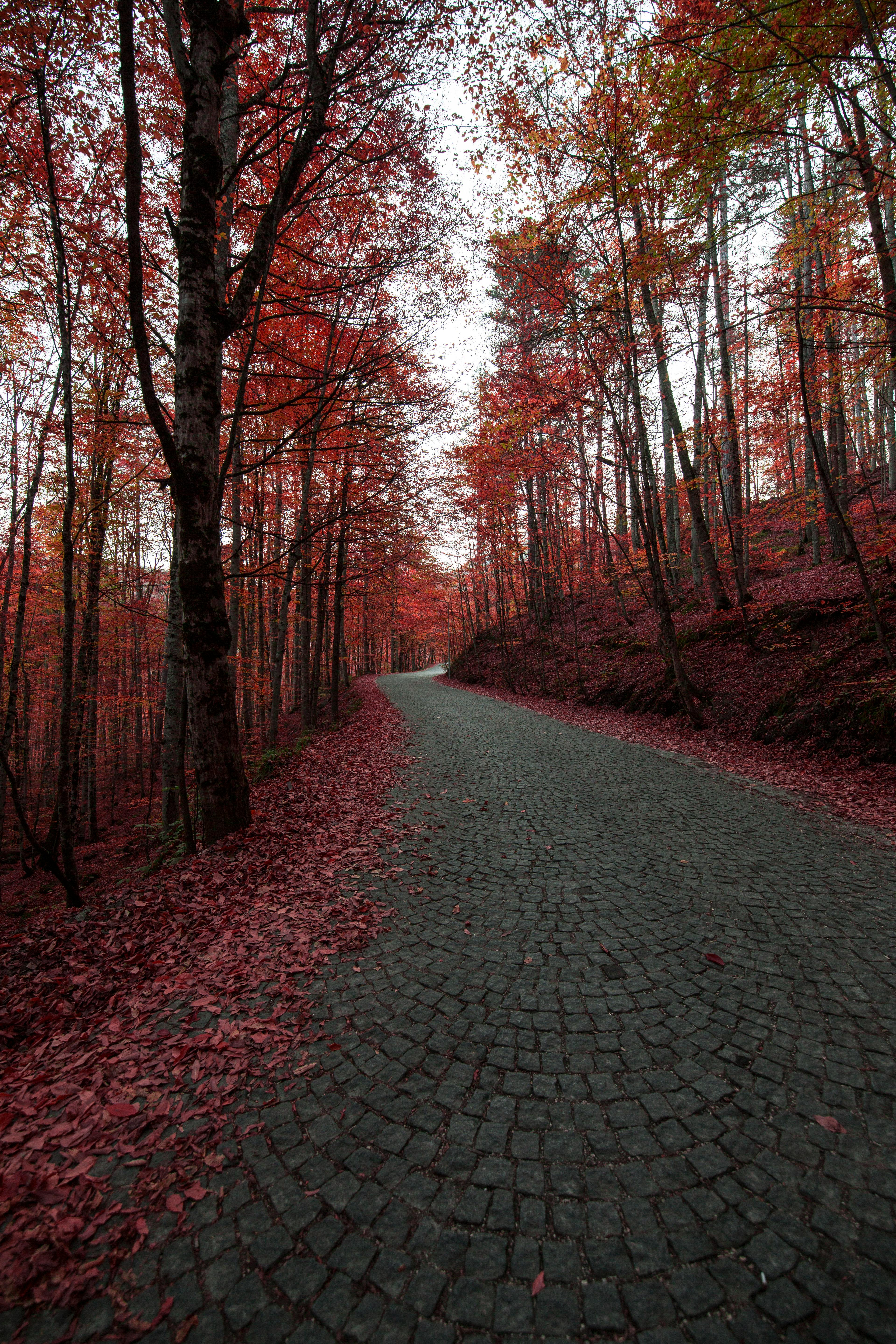 Cobblestone Road in Red Forest in Autumn · Free Stock Photo