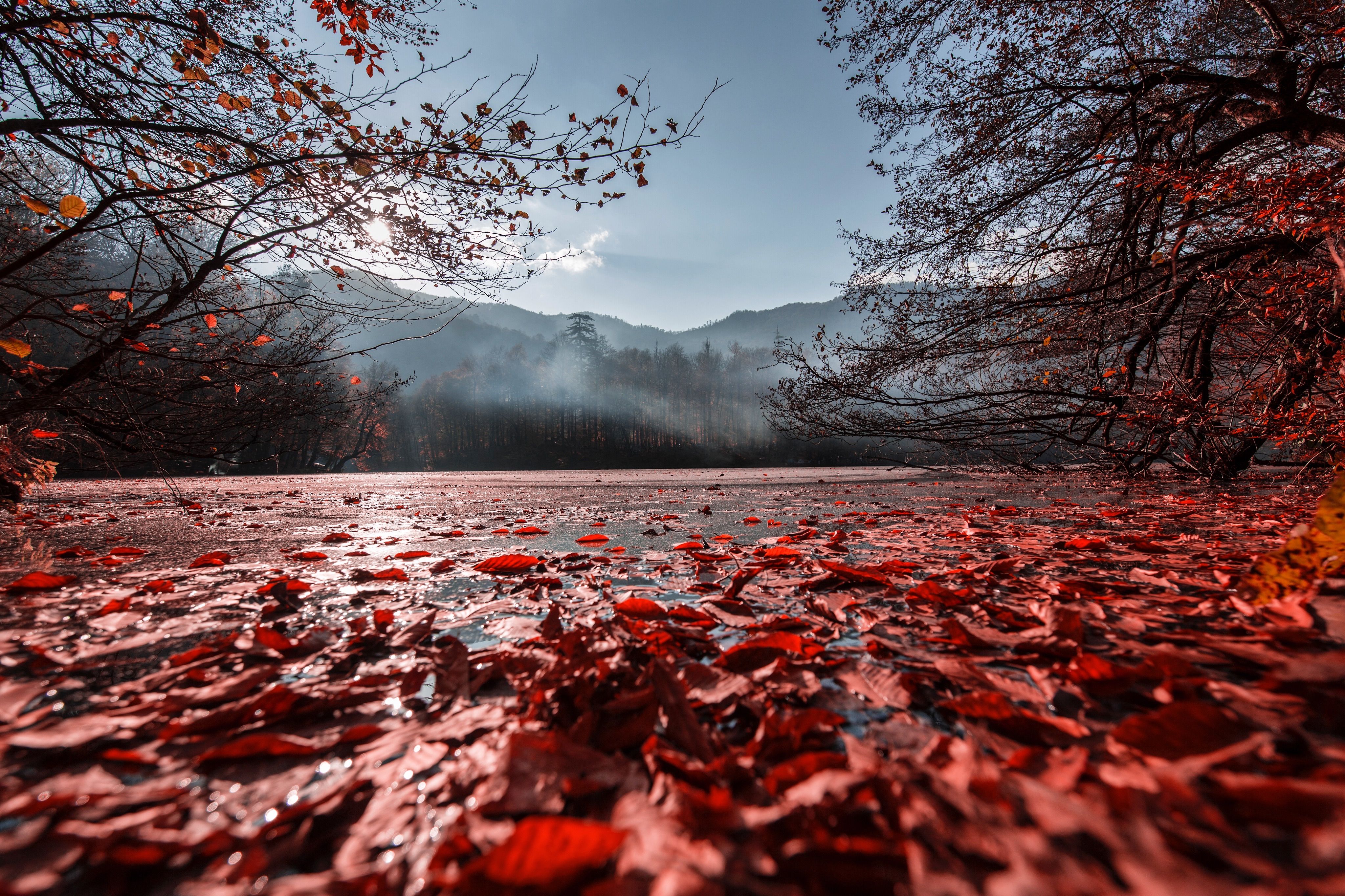 Turuncu Sakal - Photography