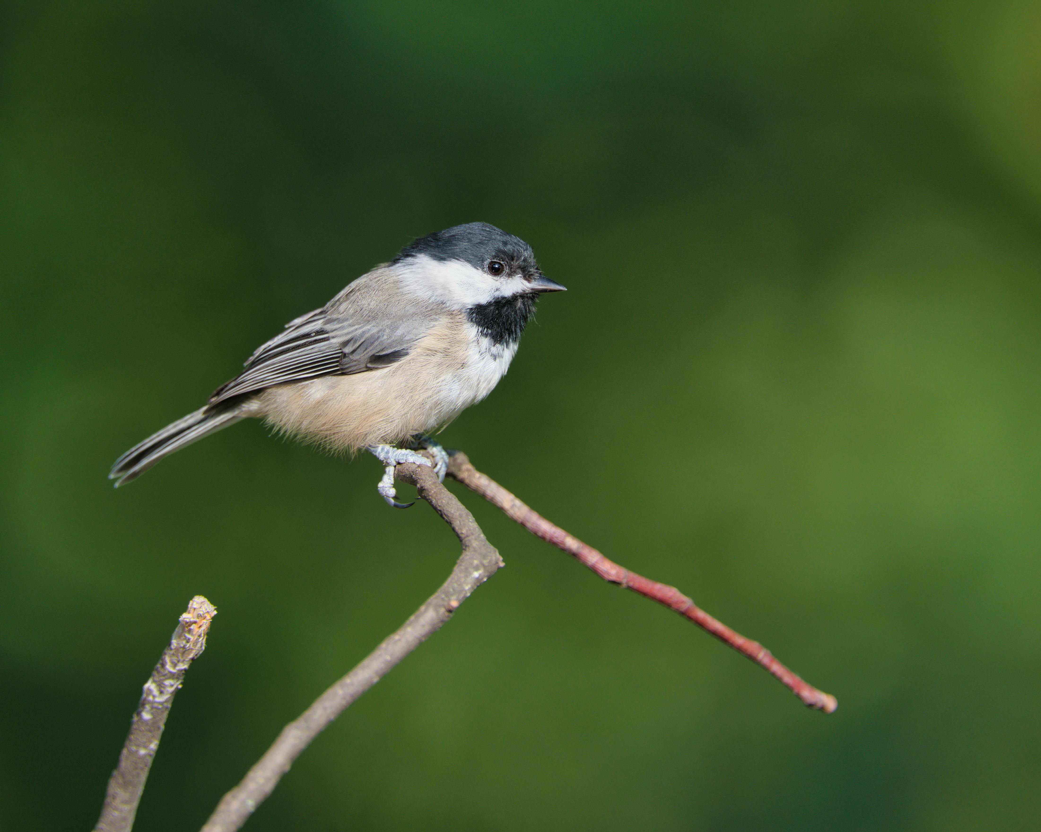 Foto de stock gratuita sobre aislado, al aire libre, amante de las aves ...