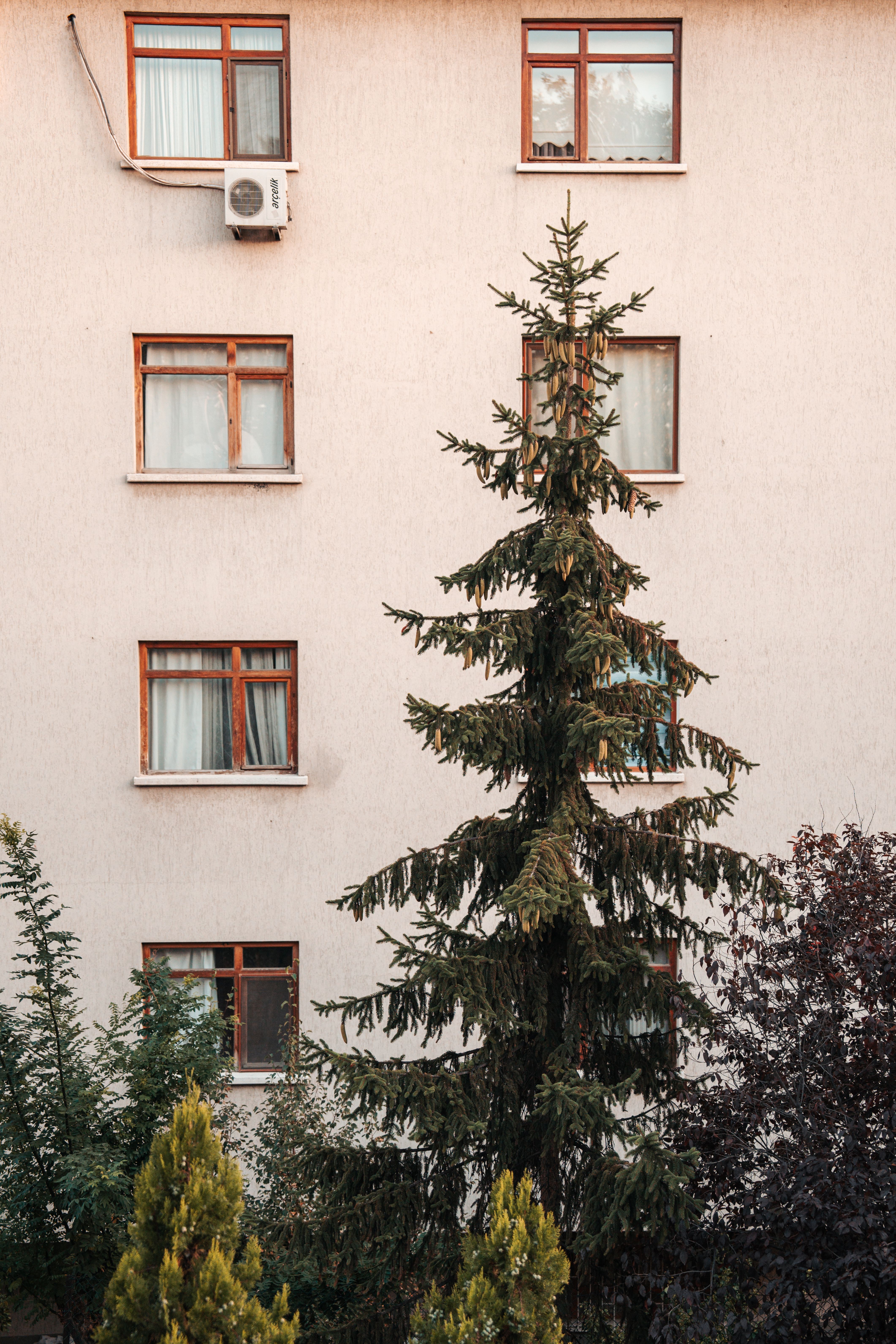 Coniferous Tree in Front of House Building · Free Stock Photo
