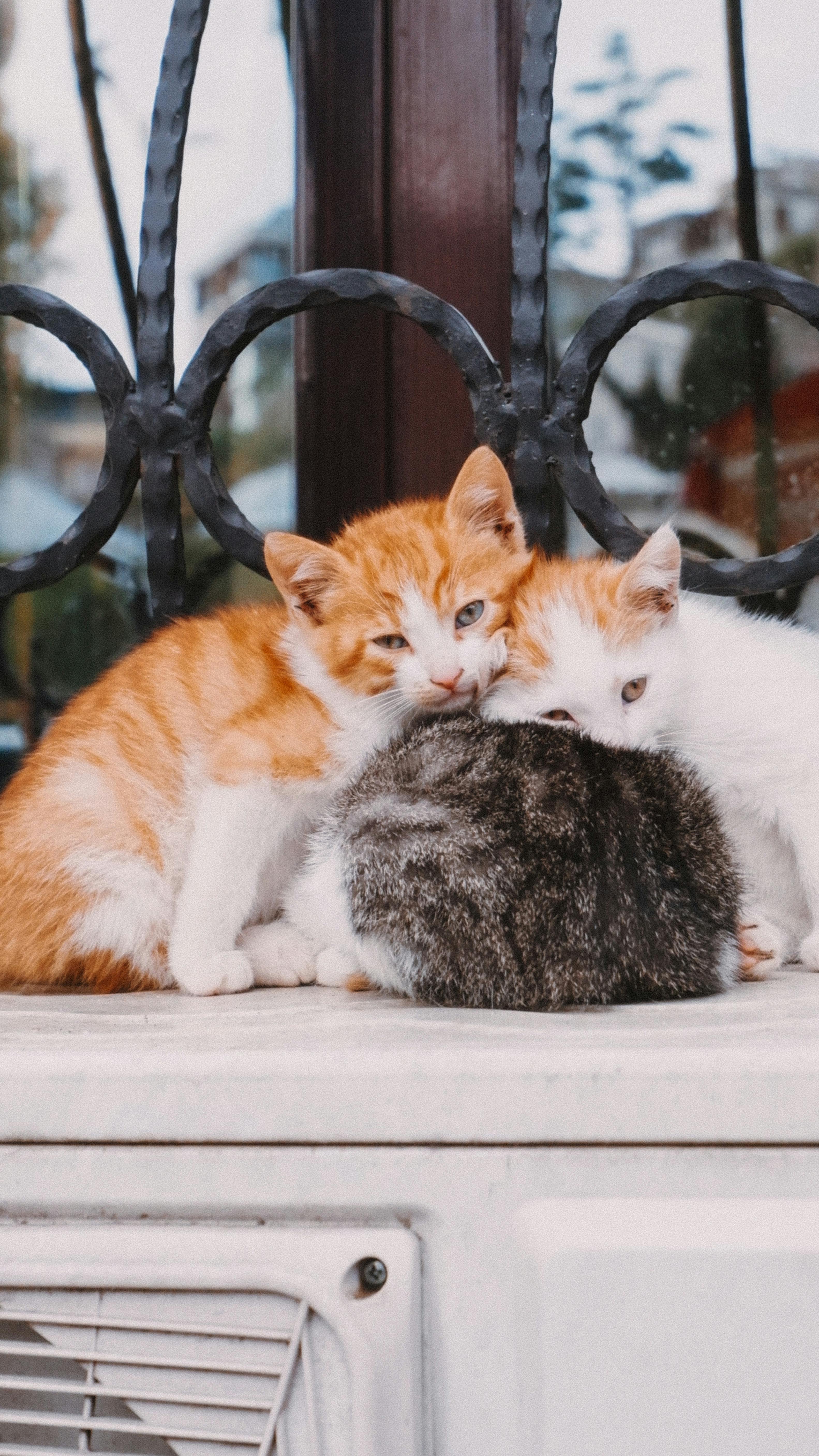 Photo of Three Kittens Hugging · Free Stock Photo