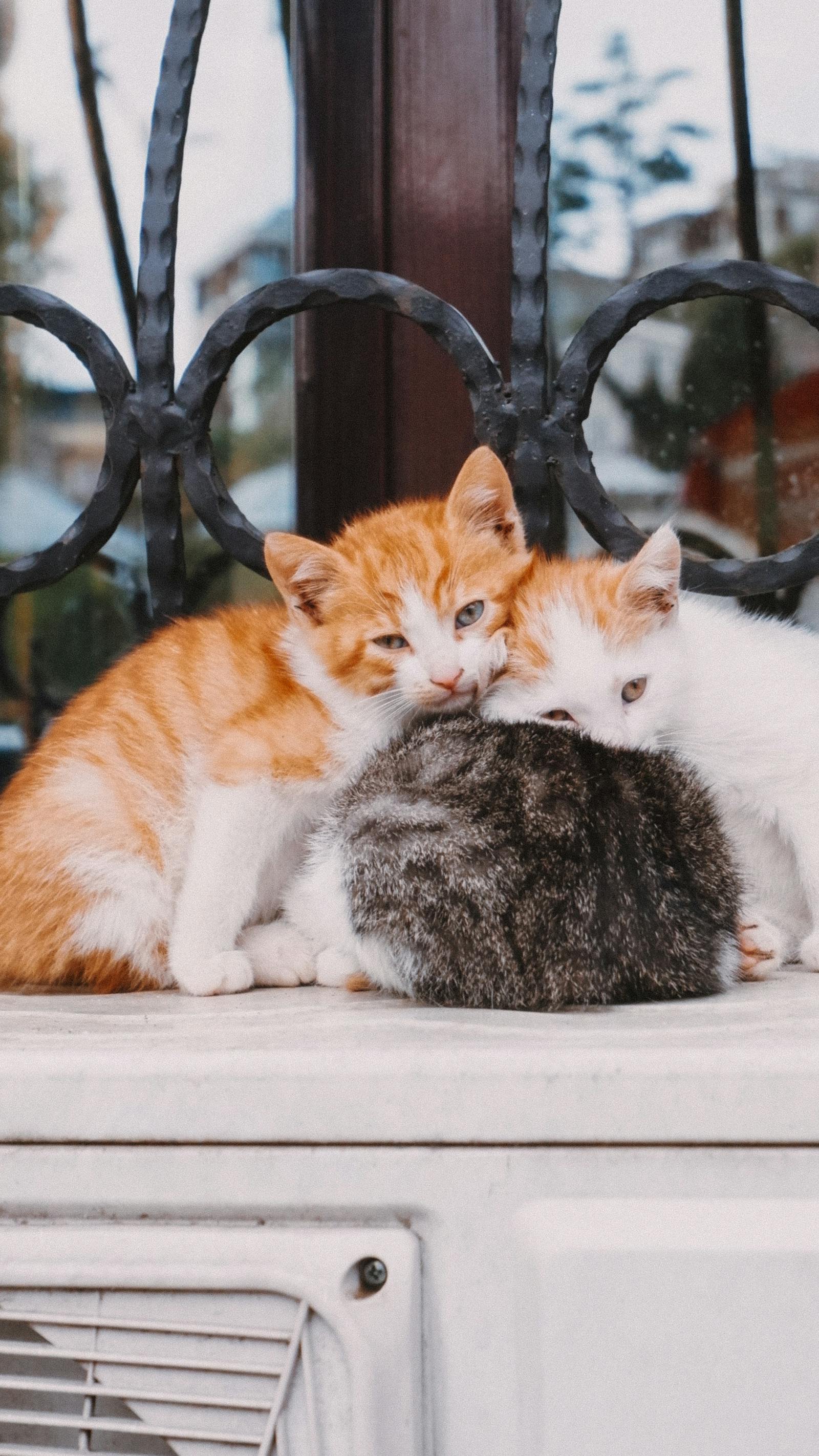 Cuddling Kittens Photos, Download The BEST Free Cuddling Kittens Stock ...