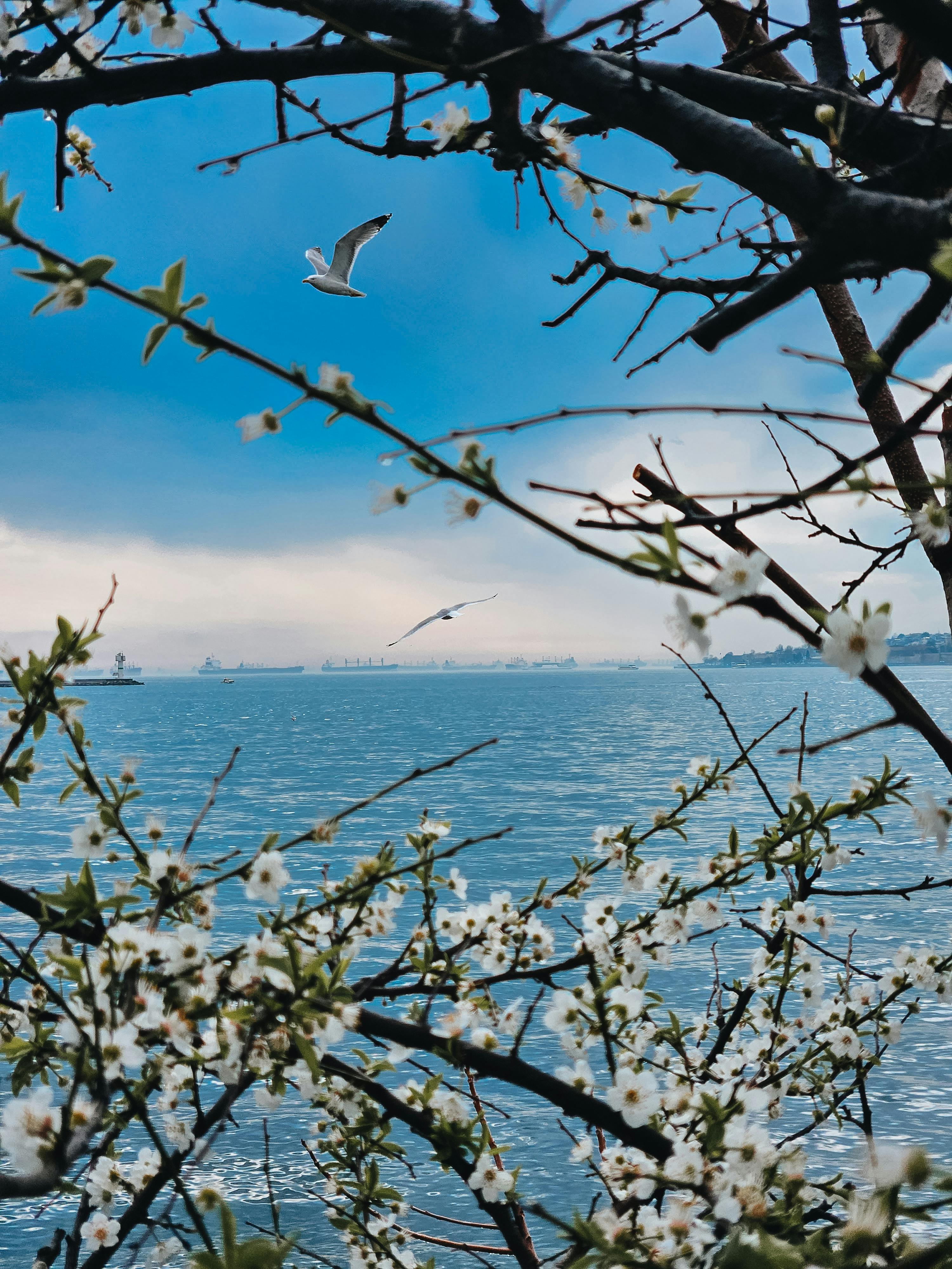 Spring Portugal Photos, Download The BEST Free Spring Portugal Stock ...