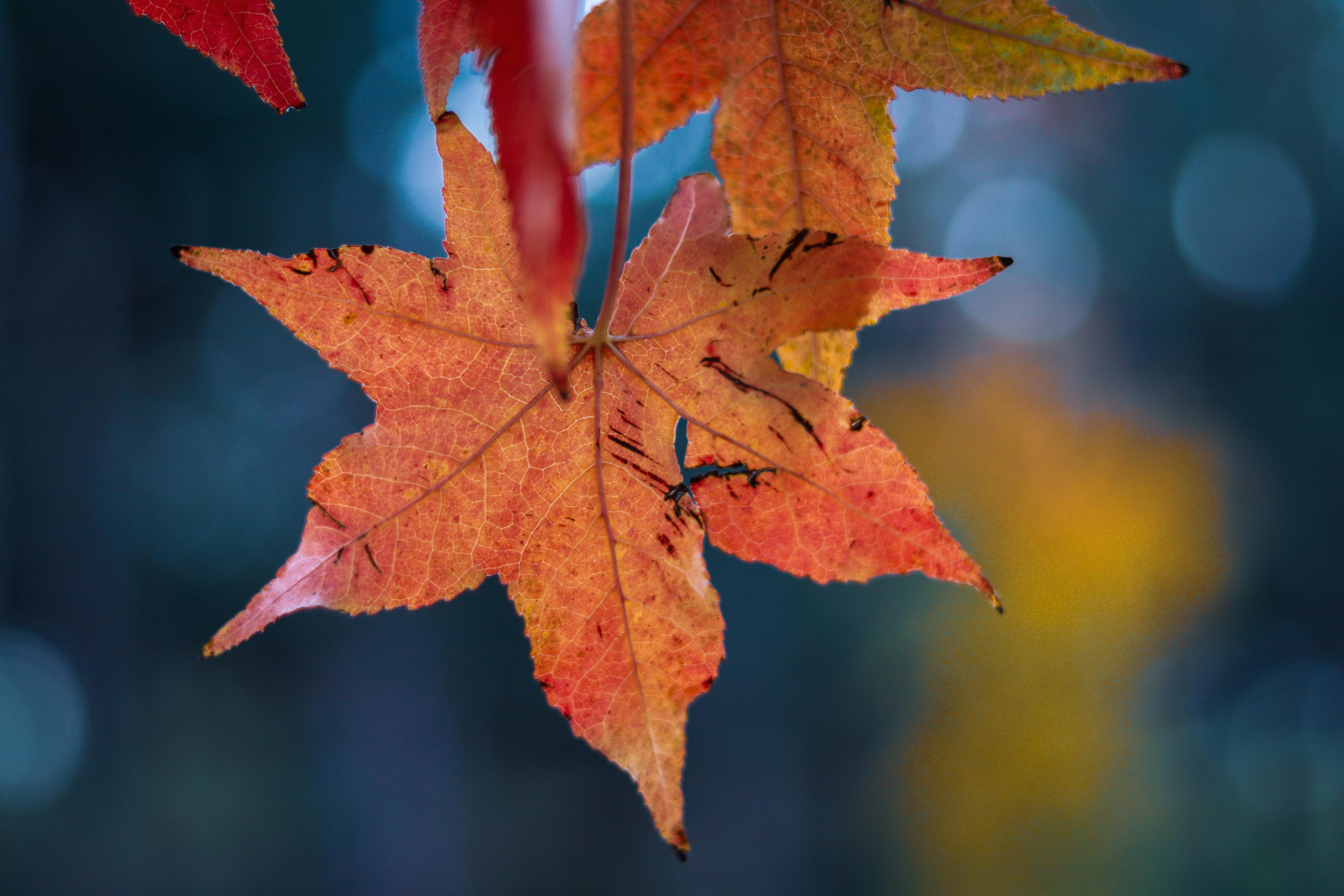 Hoja Marrón · Foto de stock gratuita