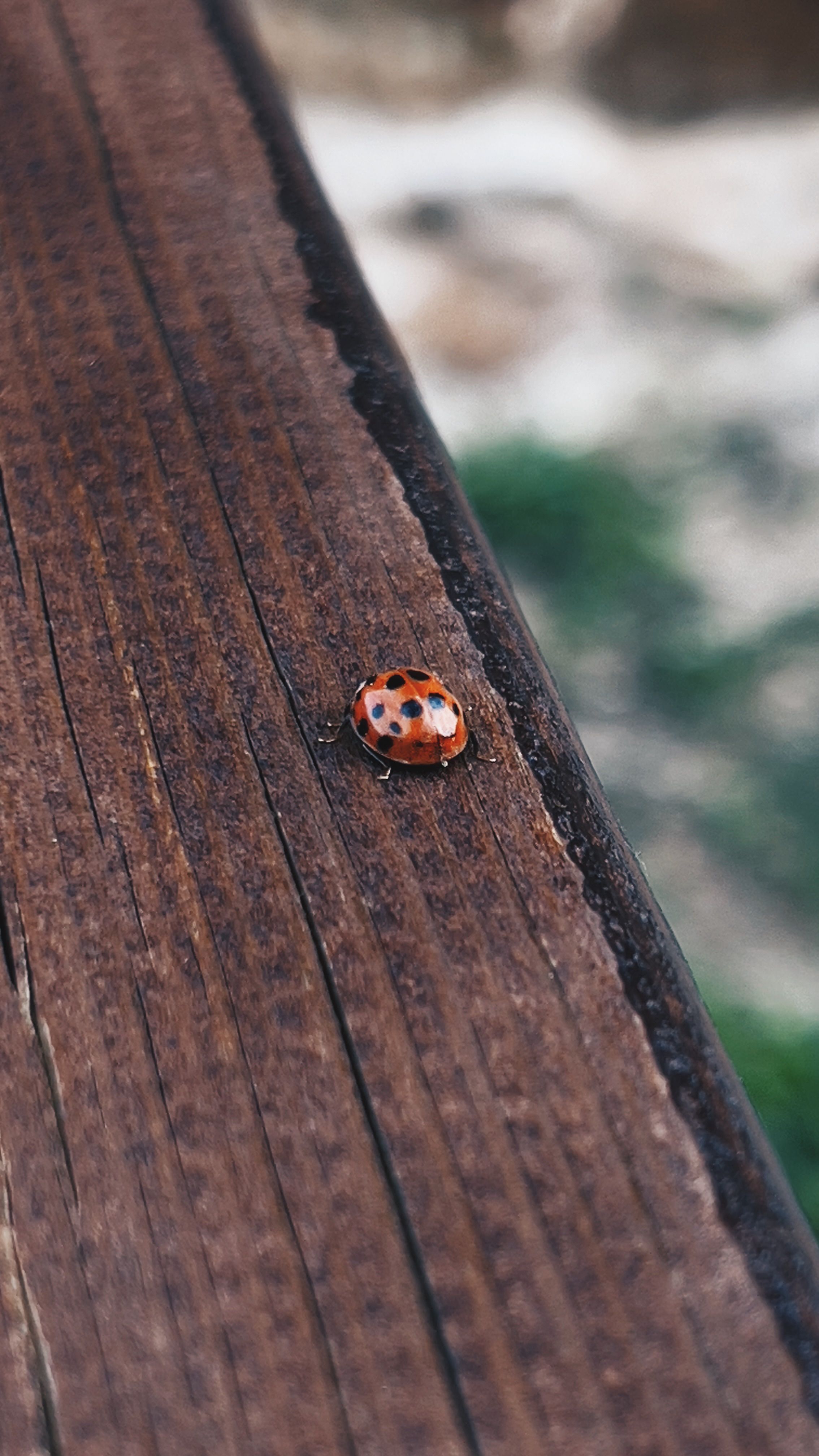 Ladybug on a Wooden Plank · Free Stock Photo