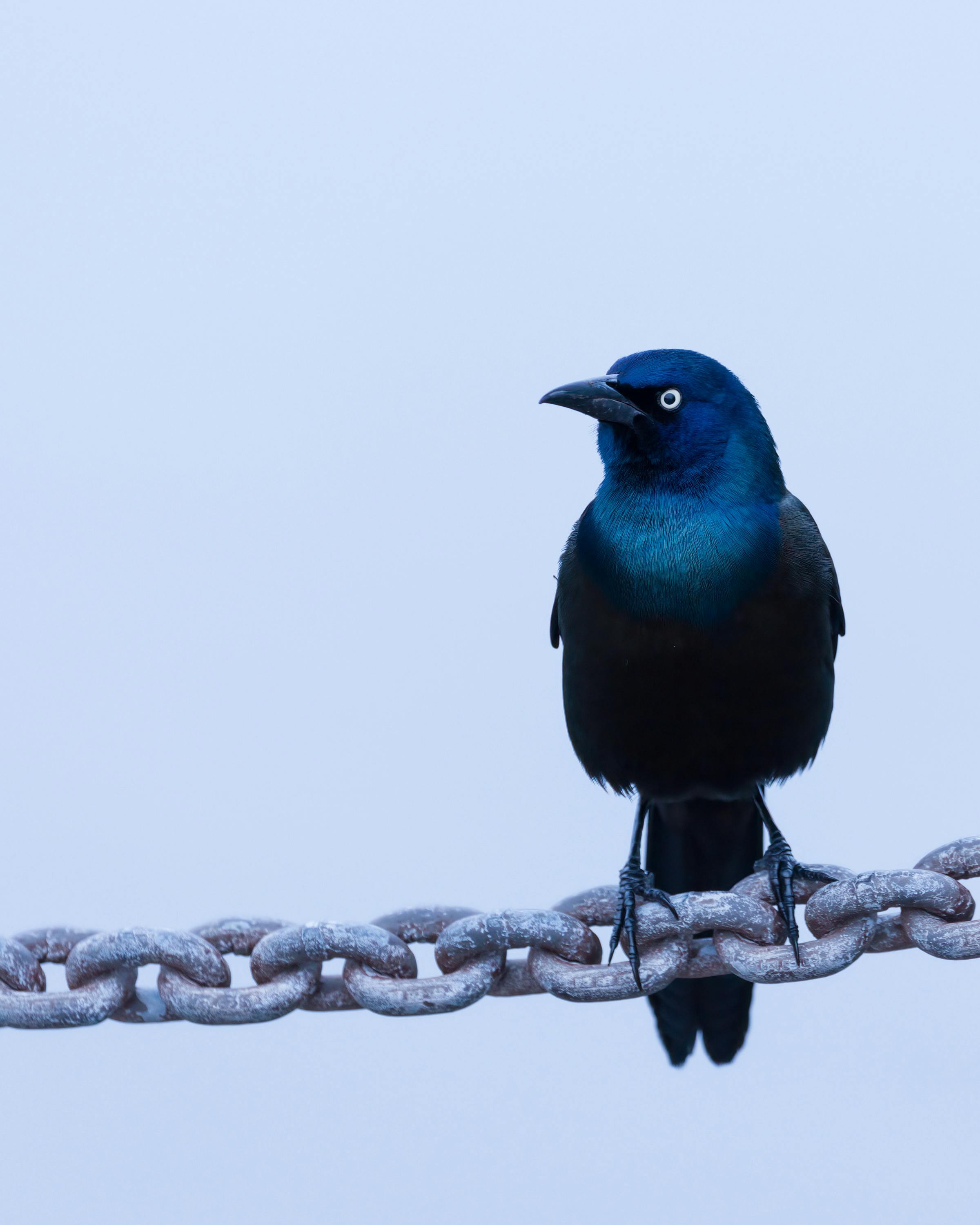 Raven Perching on Chain · Free Stock Photo
