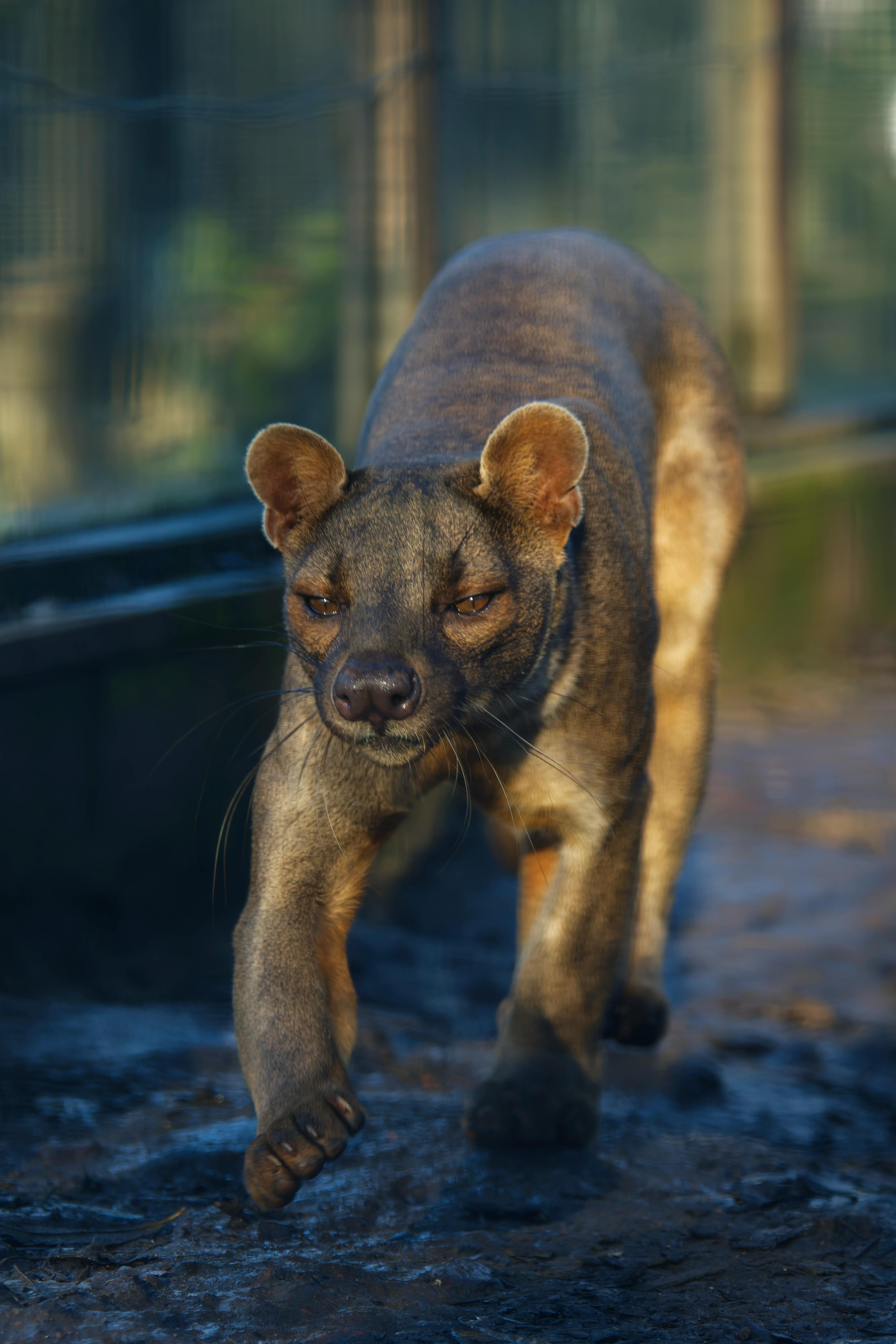 Fossa Wasserfall Photos, Download The BEST Free Fossa Wasserfall Stock ... Fossa Wasserfall Photos, Download The BEST Free Fossa Wasserfall Stock ...
