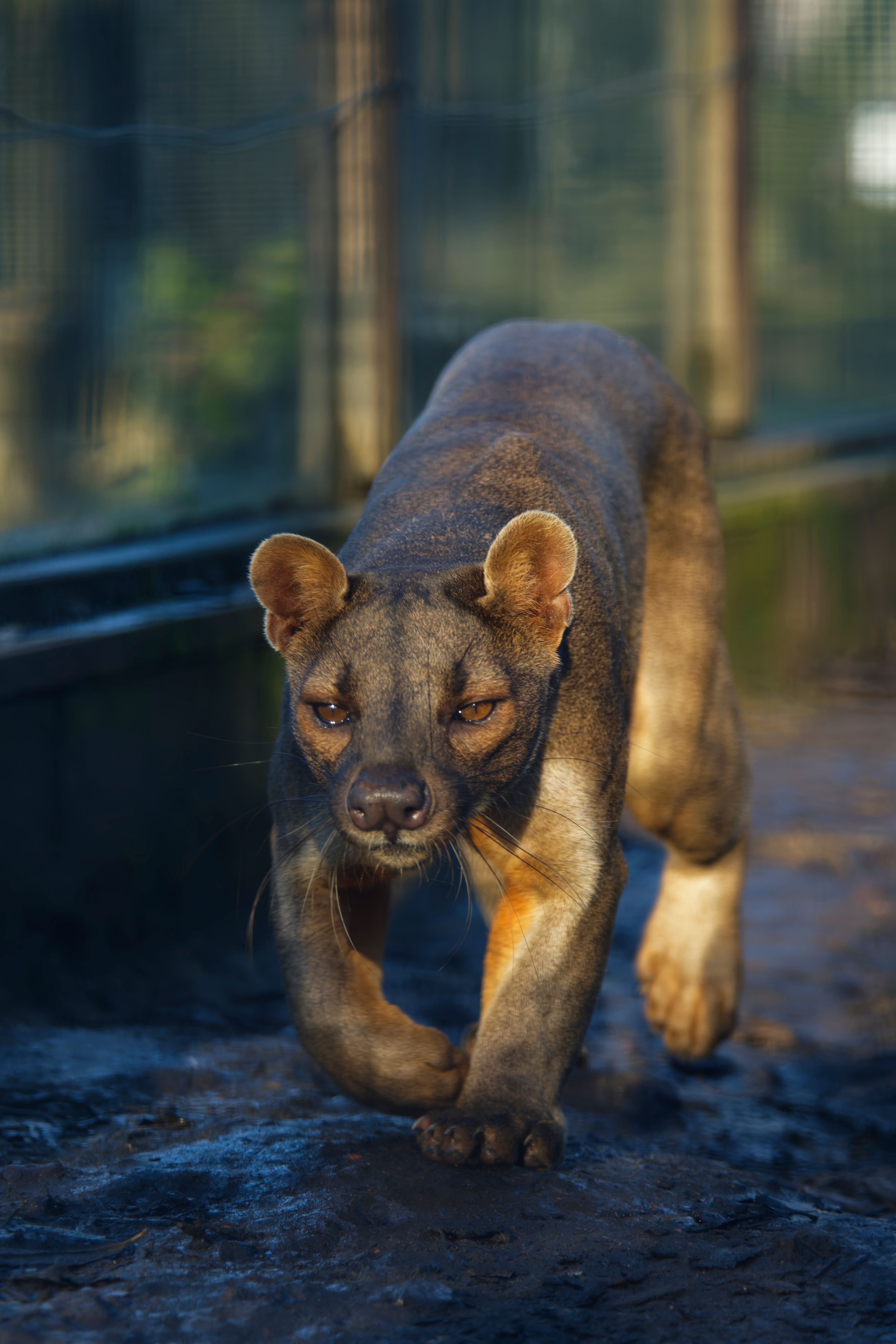 Photo gratuite de agile, alerte, animal, animal rare, brun, captivité ...