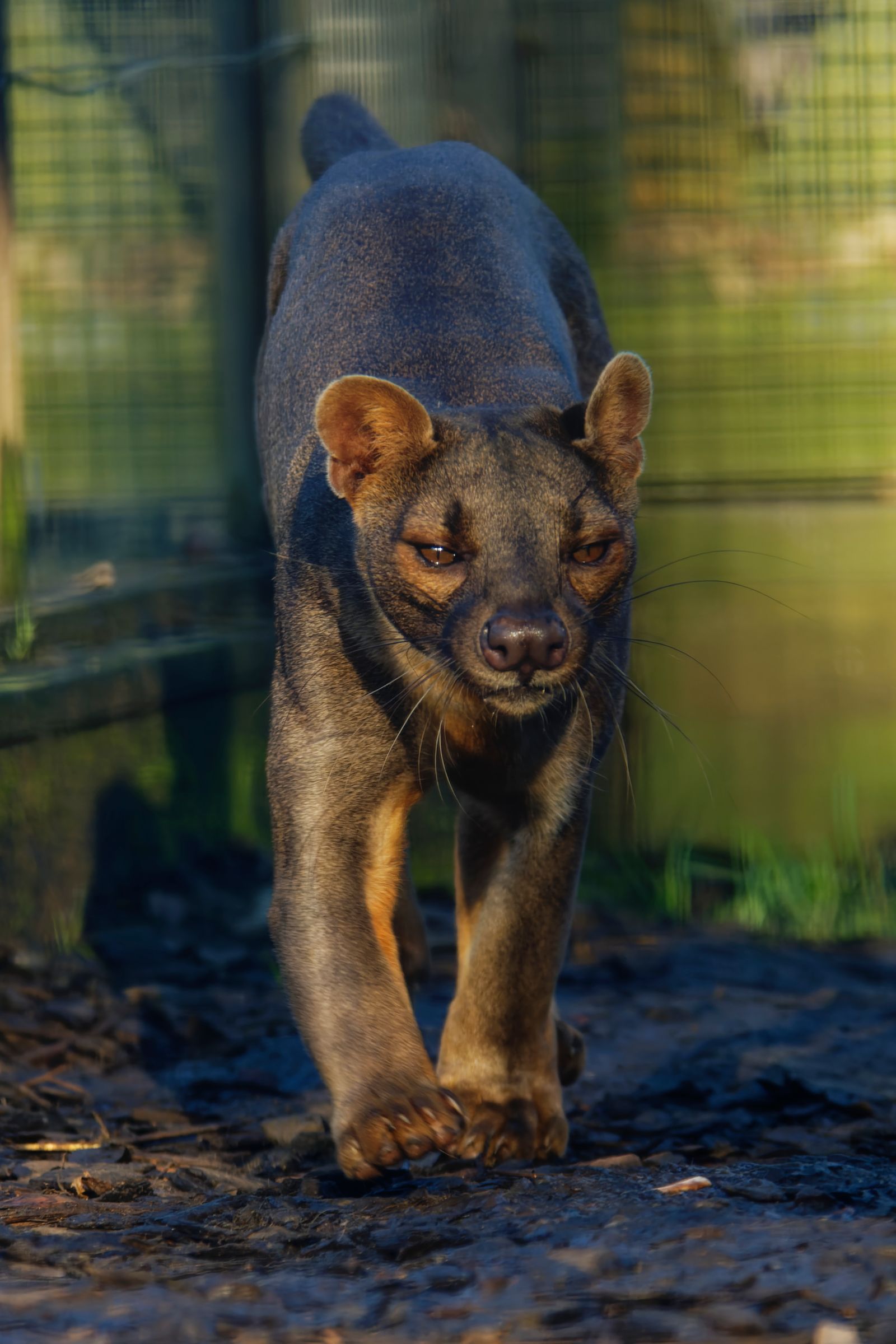 Fossa Photos, Download The BEST Free Fossa Stock Photos & HD Images