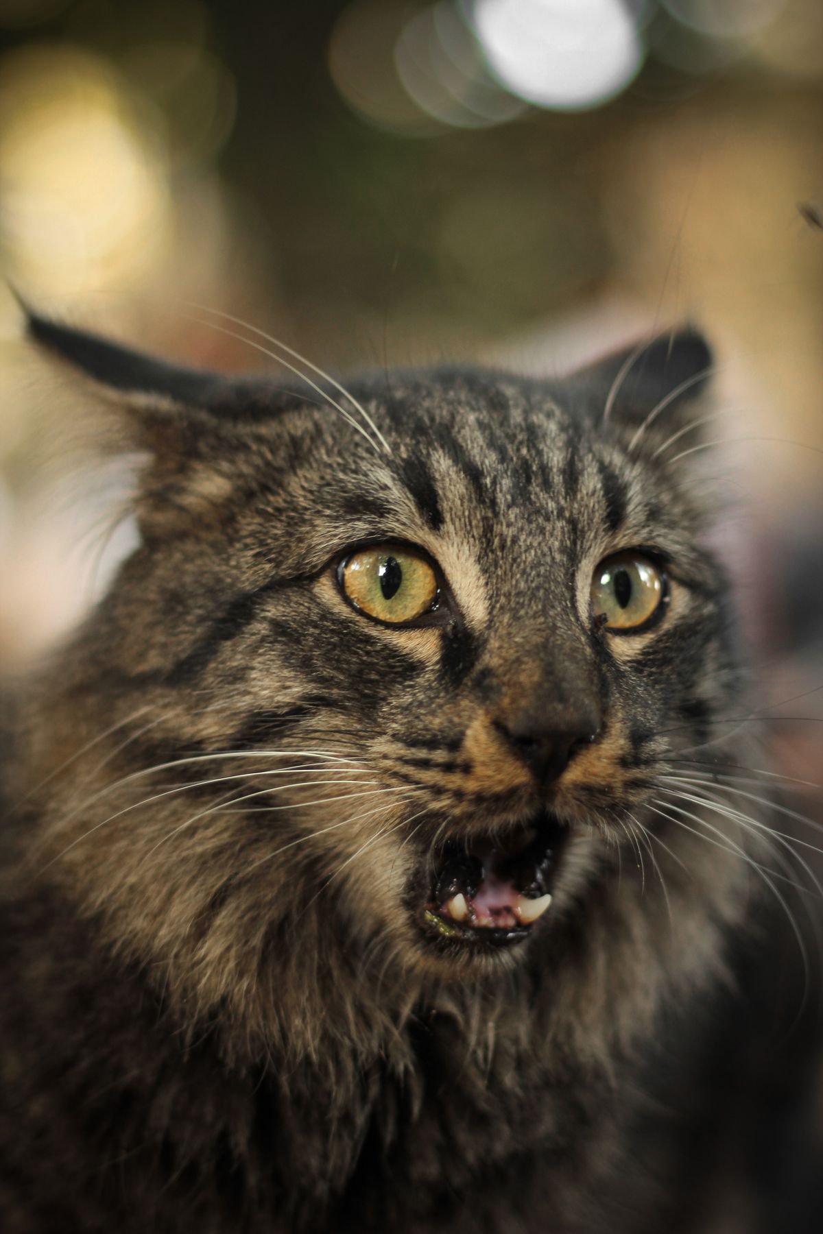 Cat Reaction Photos, Download The BEST Free Cat Reaction Stock Photos ...
