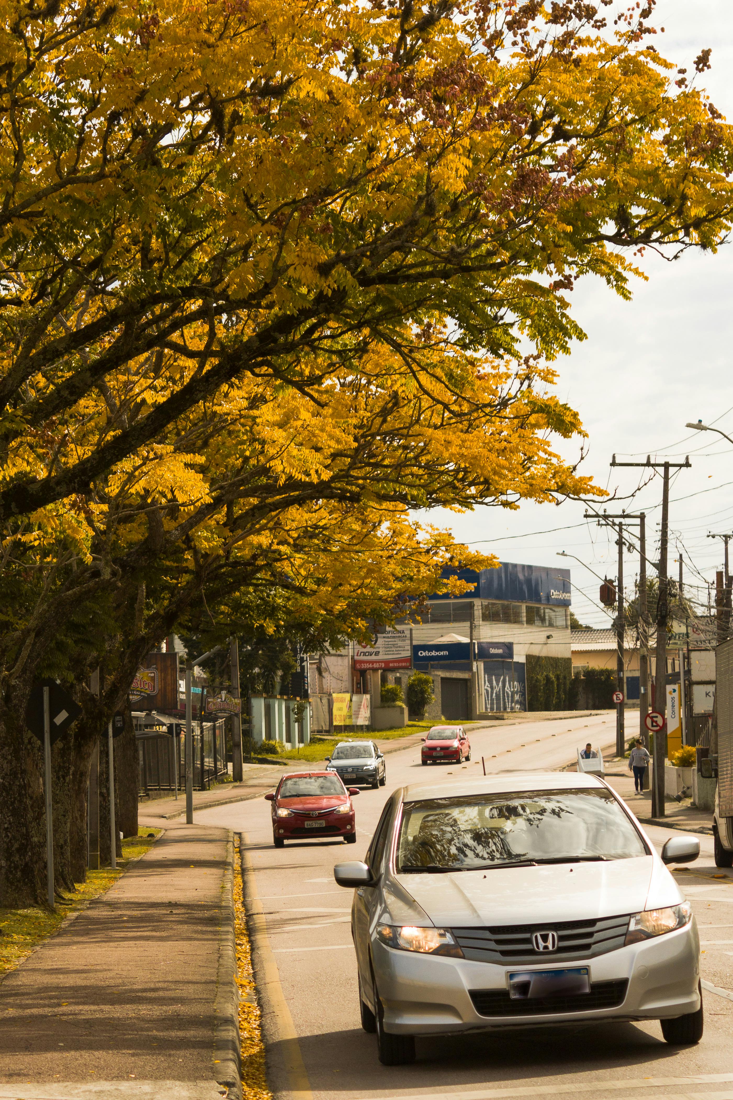 Cars on Street in Autumn · Free Stock Photo