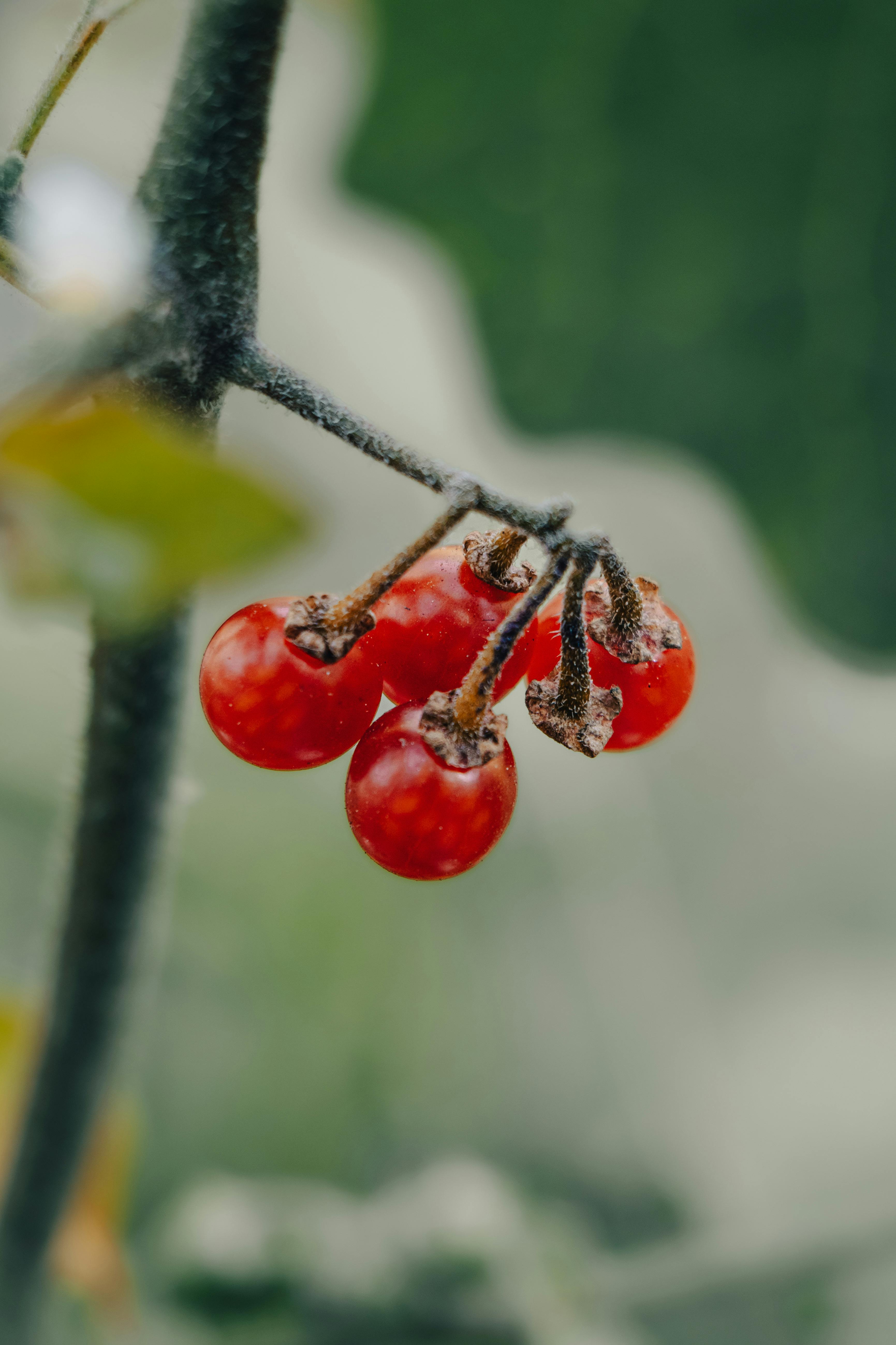 Green Leafed Plant With Red Fruit · Free Stock Photo