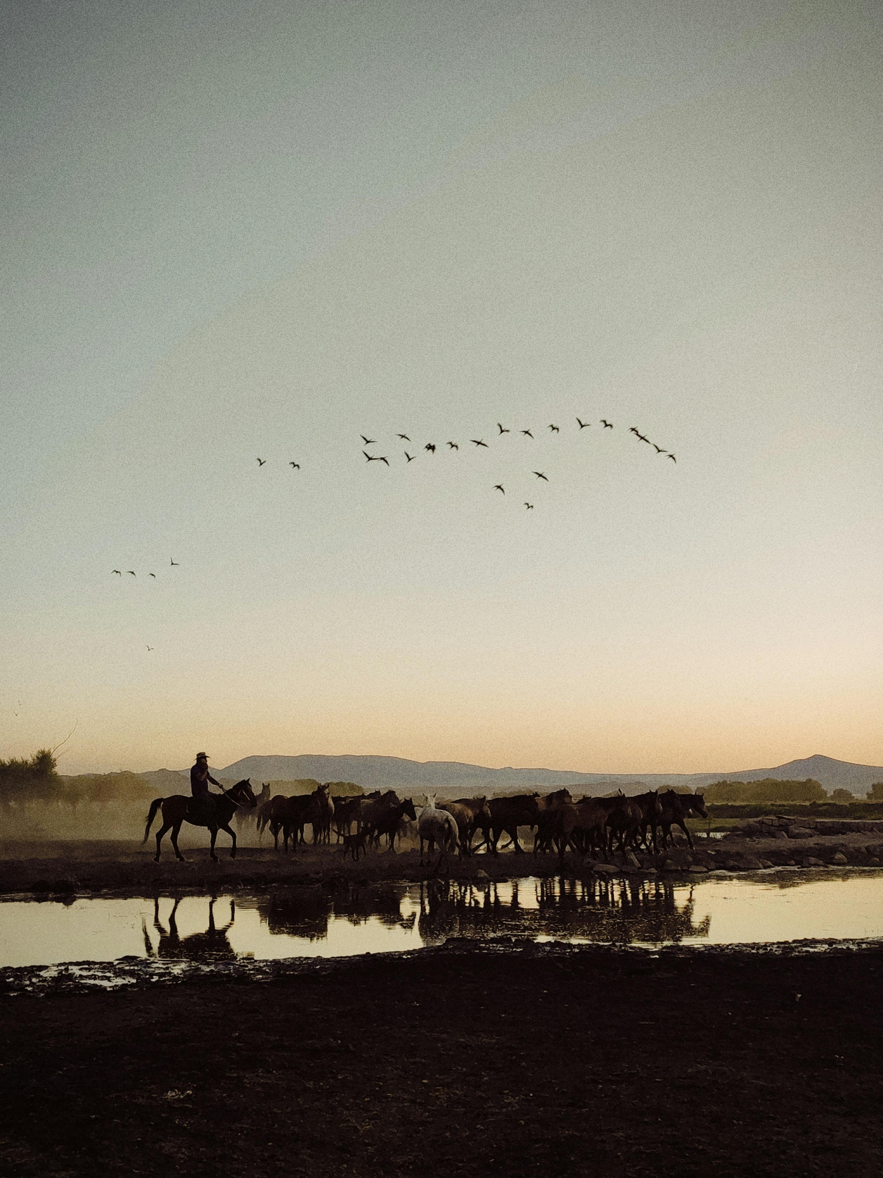 Birds Flying over Horses Herd on Pasture · Free Stock Photo