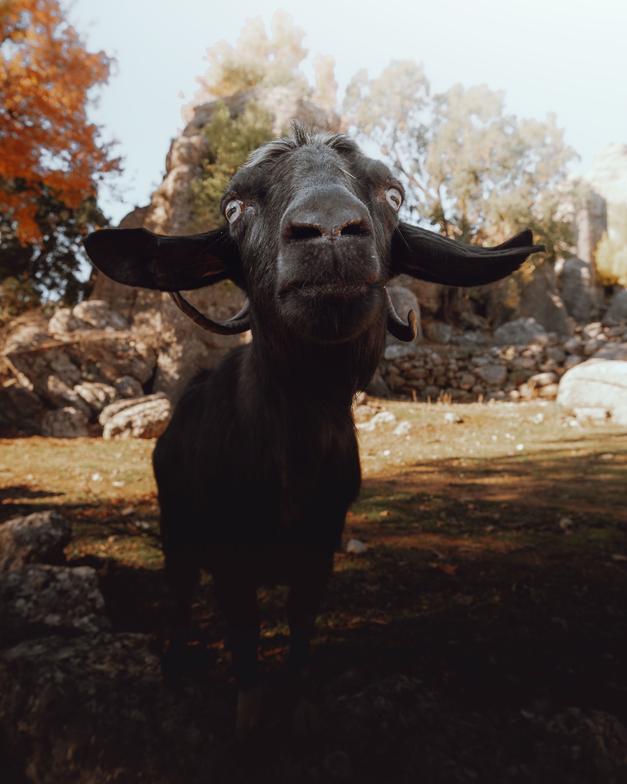 Balm Goat Photos, Download The BEST Free Balm Goat Stock Photos & HD Images