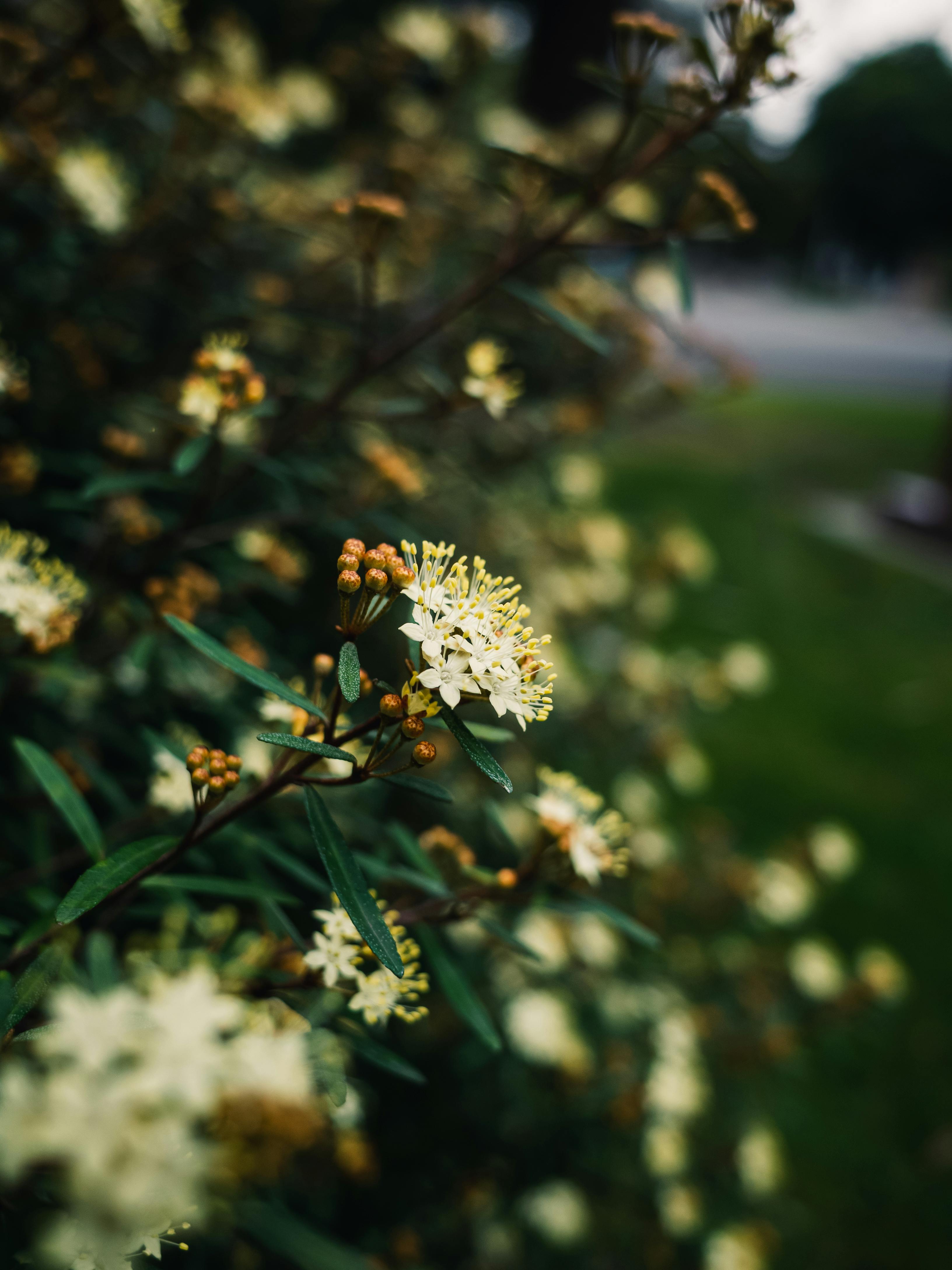 View of Trees Growing Inside a Building with Windows and Curtains ...