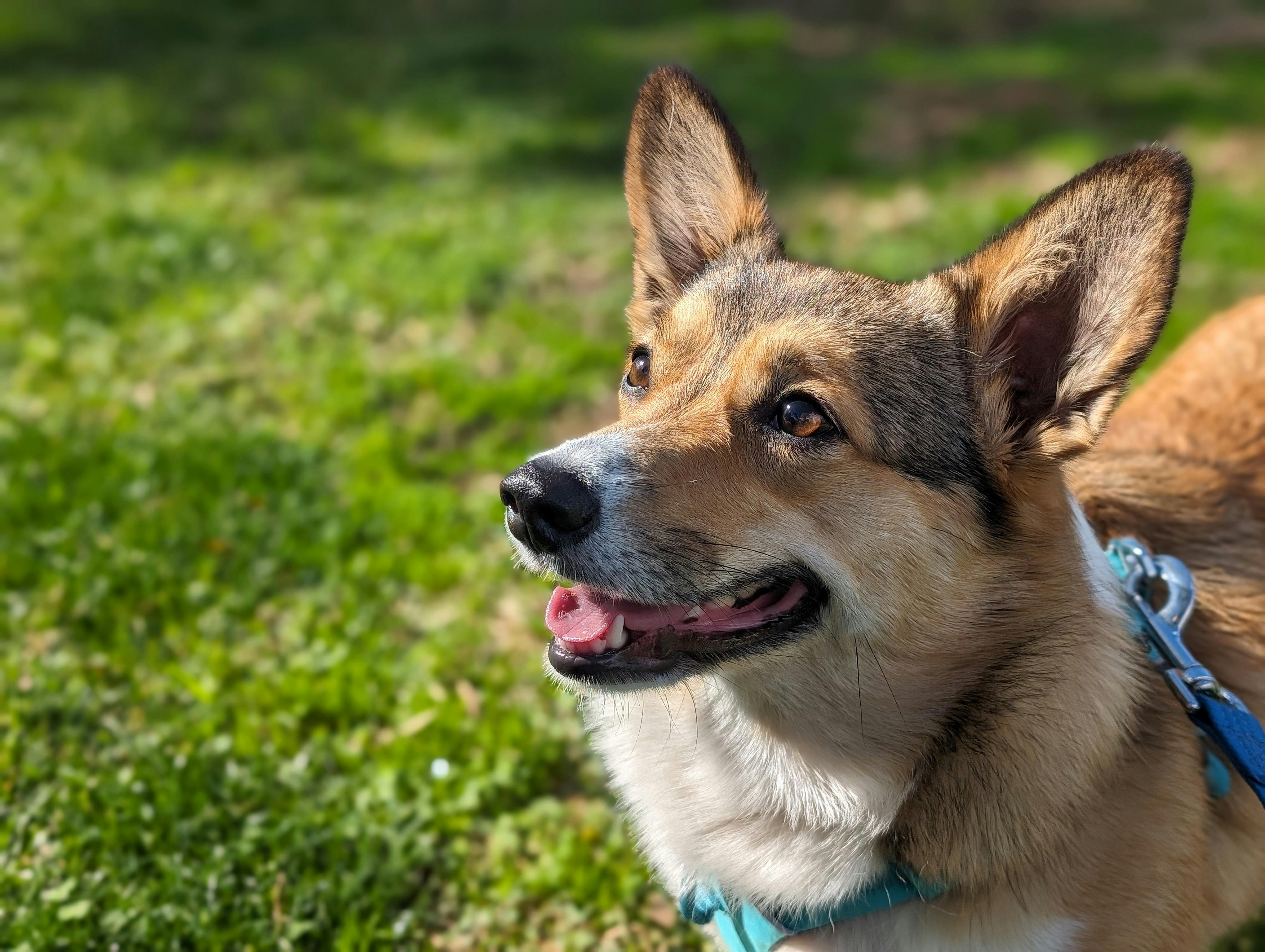 Happy corgi · Free Stock Photo