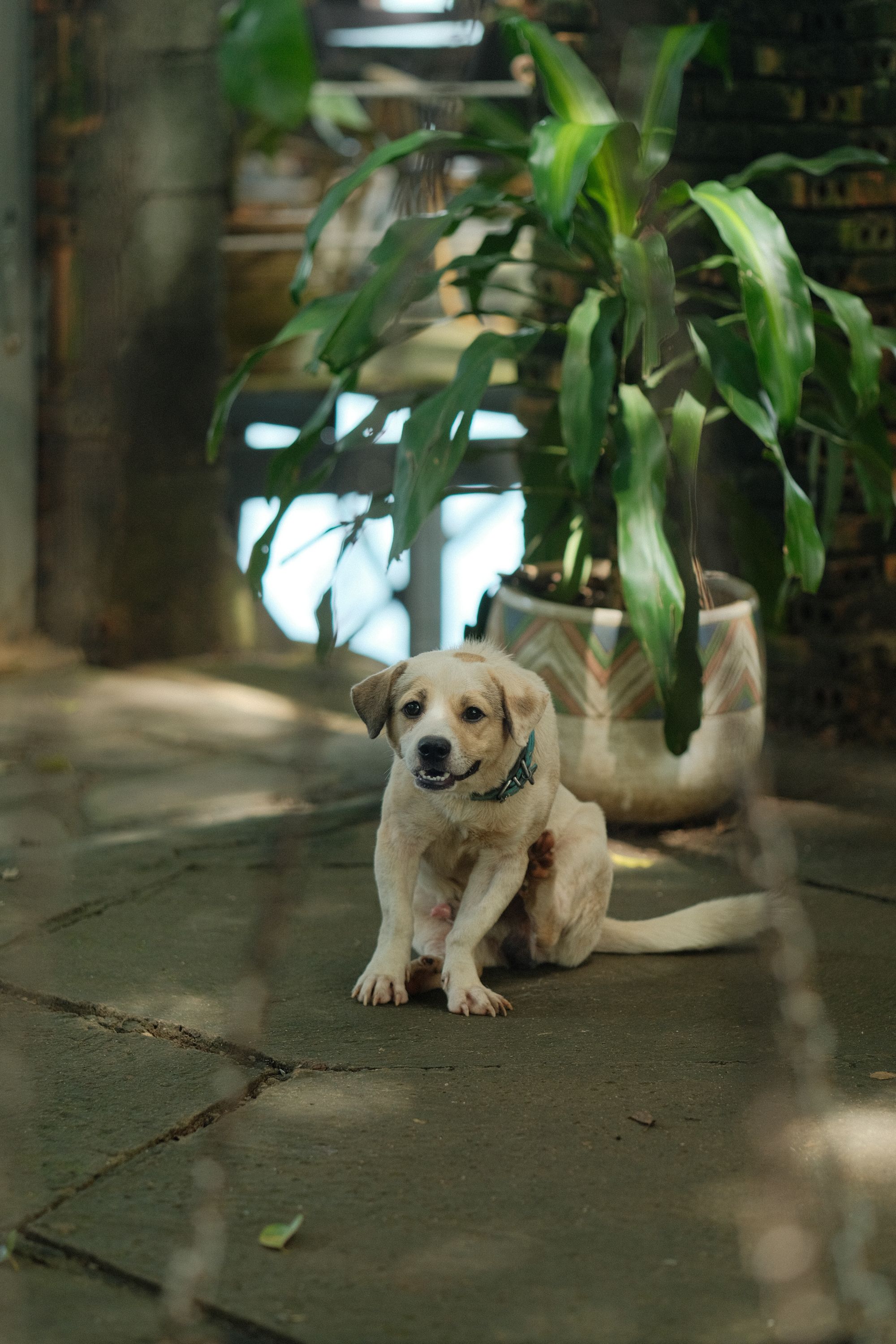 Afghan Hound Sitting on Pavement · Free Stock Photo