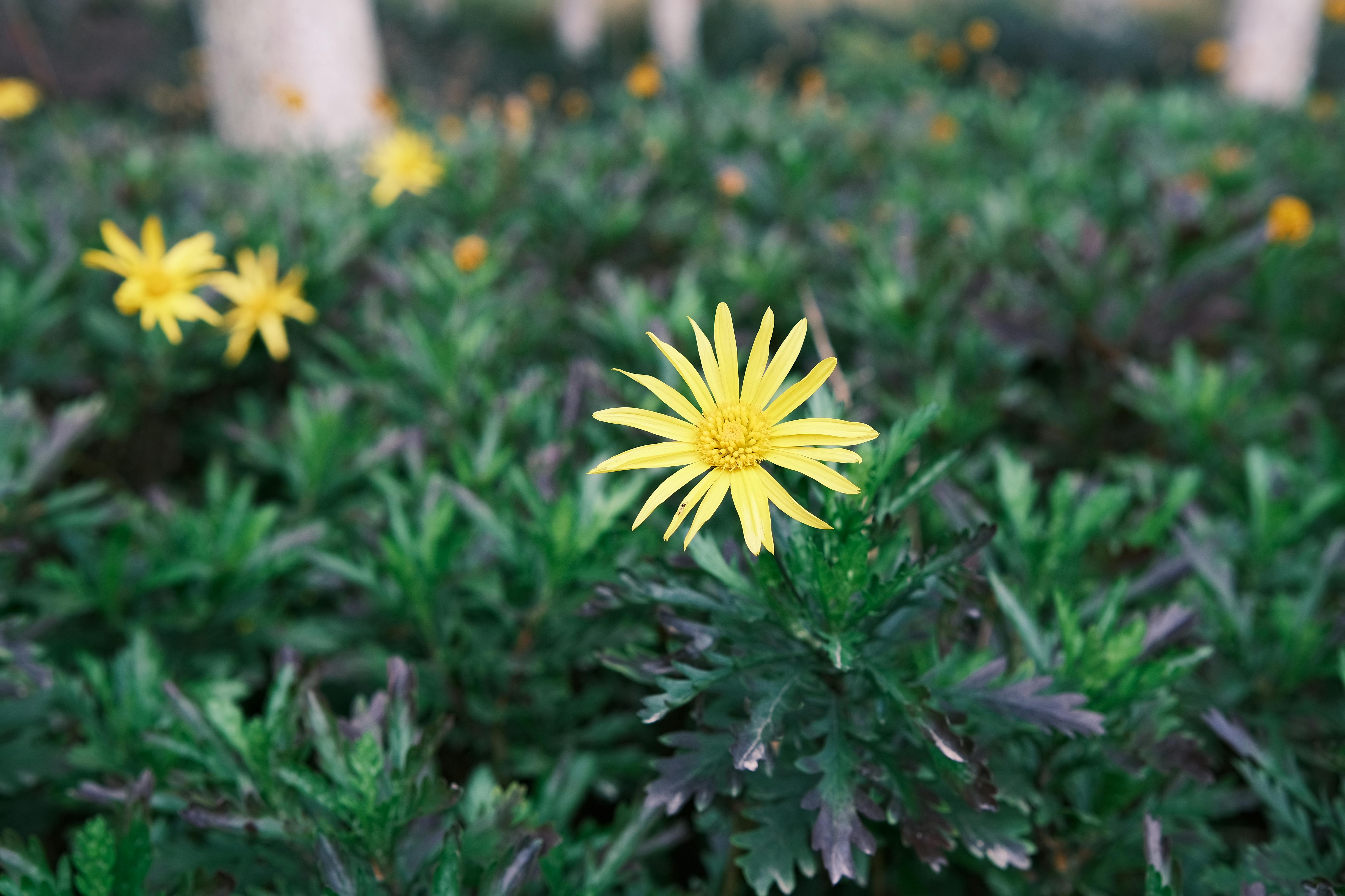 Close-up of Sleepy-daisy Flowers · Free Stock Photo