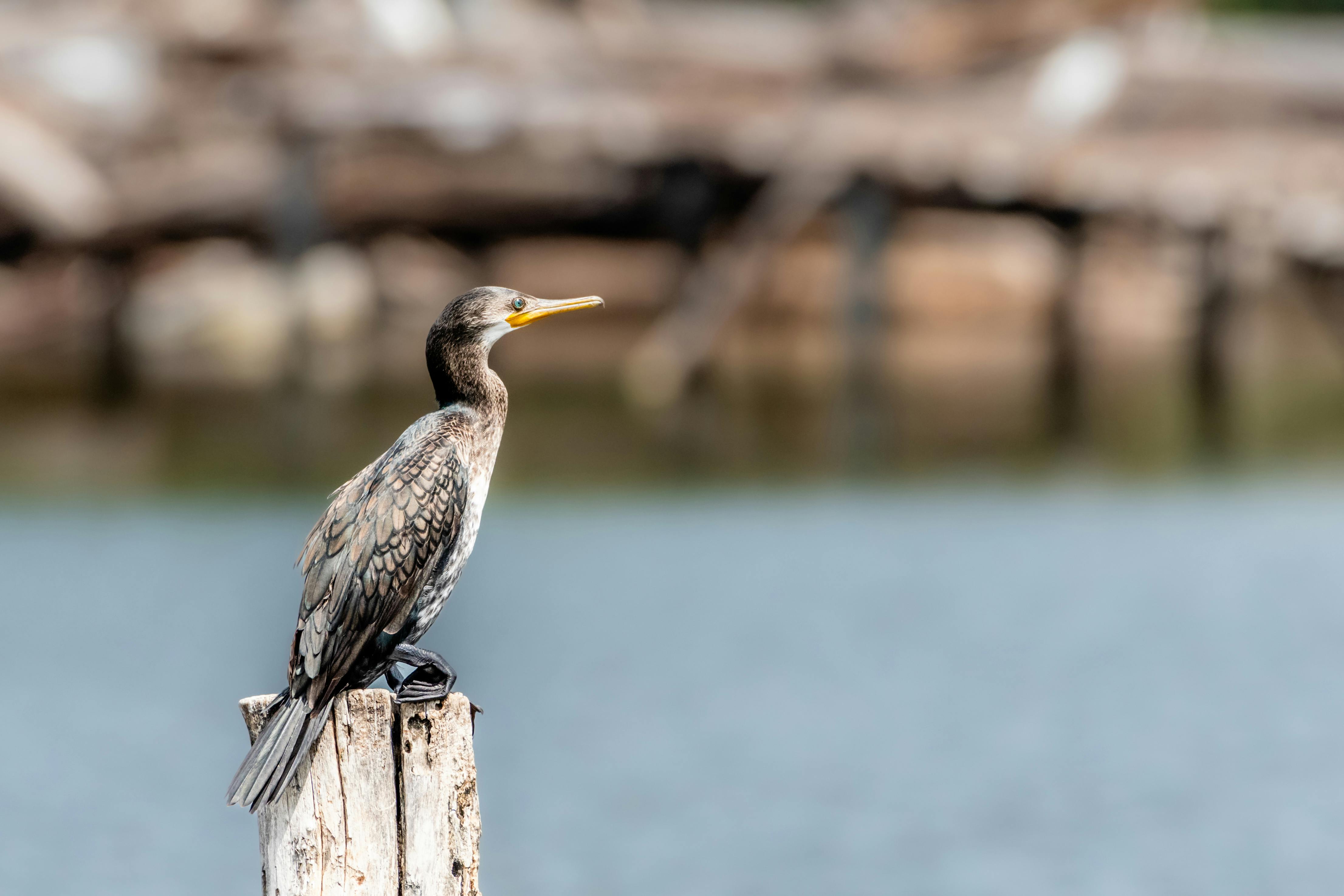 Black Caromont · Free Stock Photo