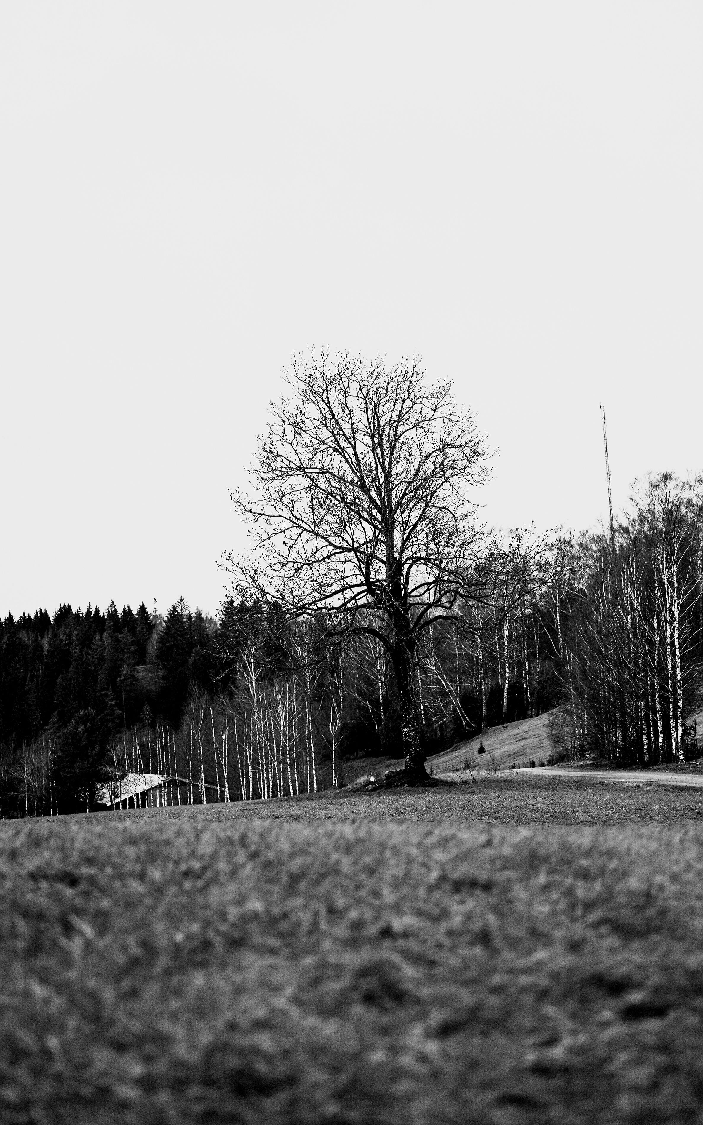 Field Beside Trees during Daytime · Free Stock Photo