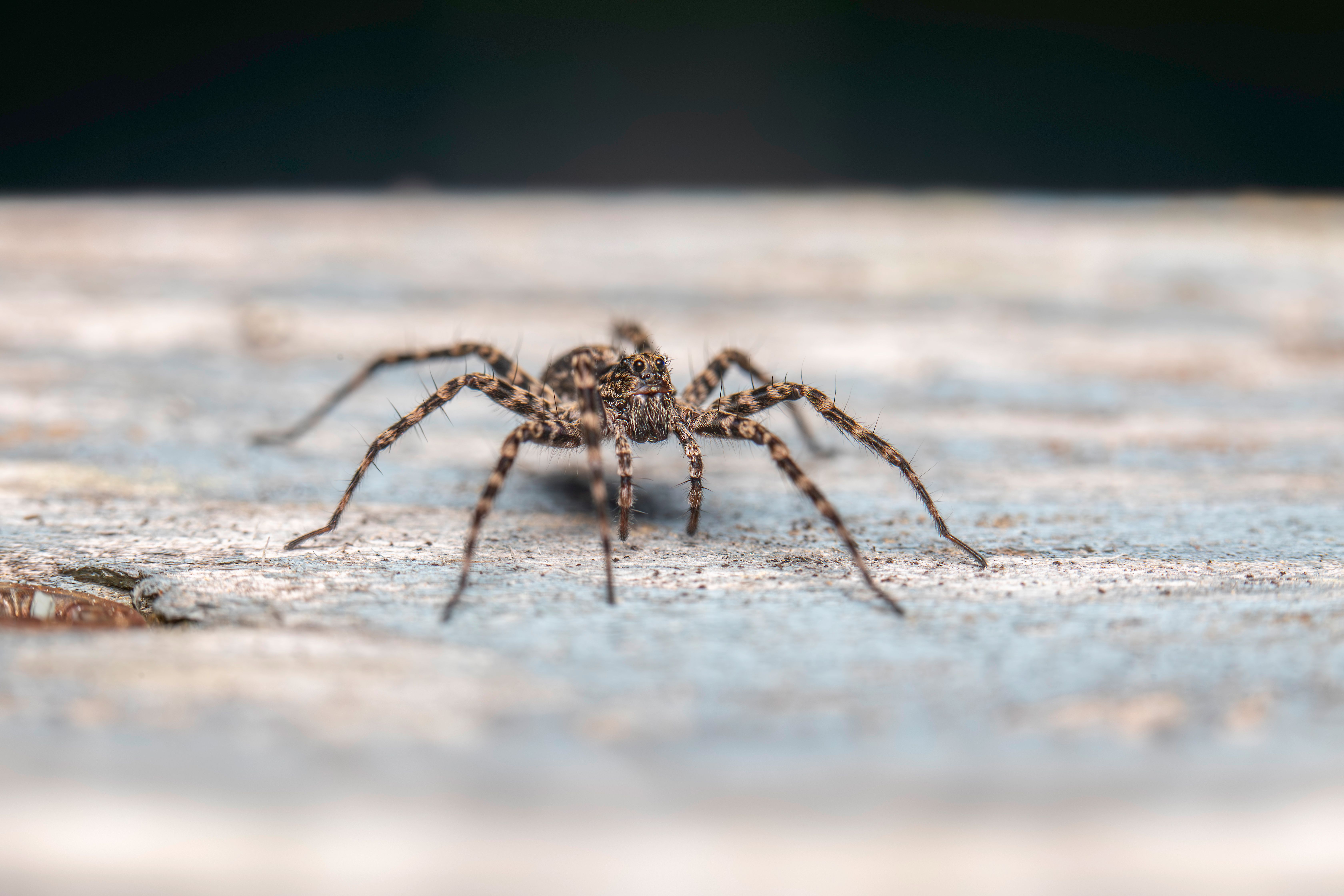 A spider sitting on a wooden table · Free Stock Photo