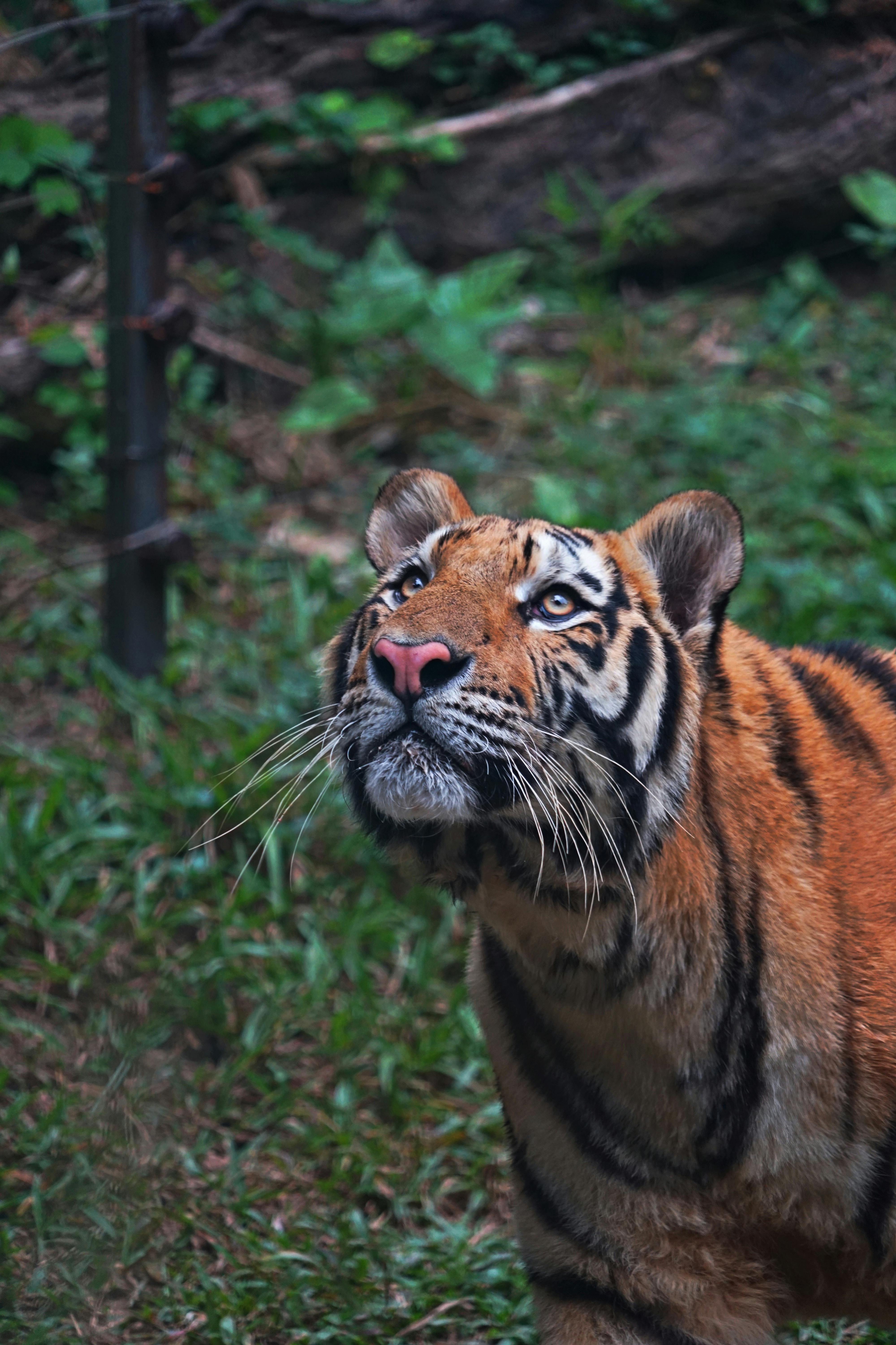 Tiger Looking Up · Free Stock Photo