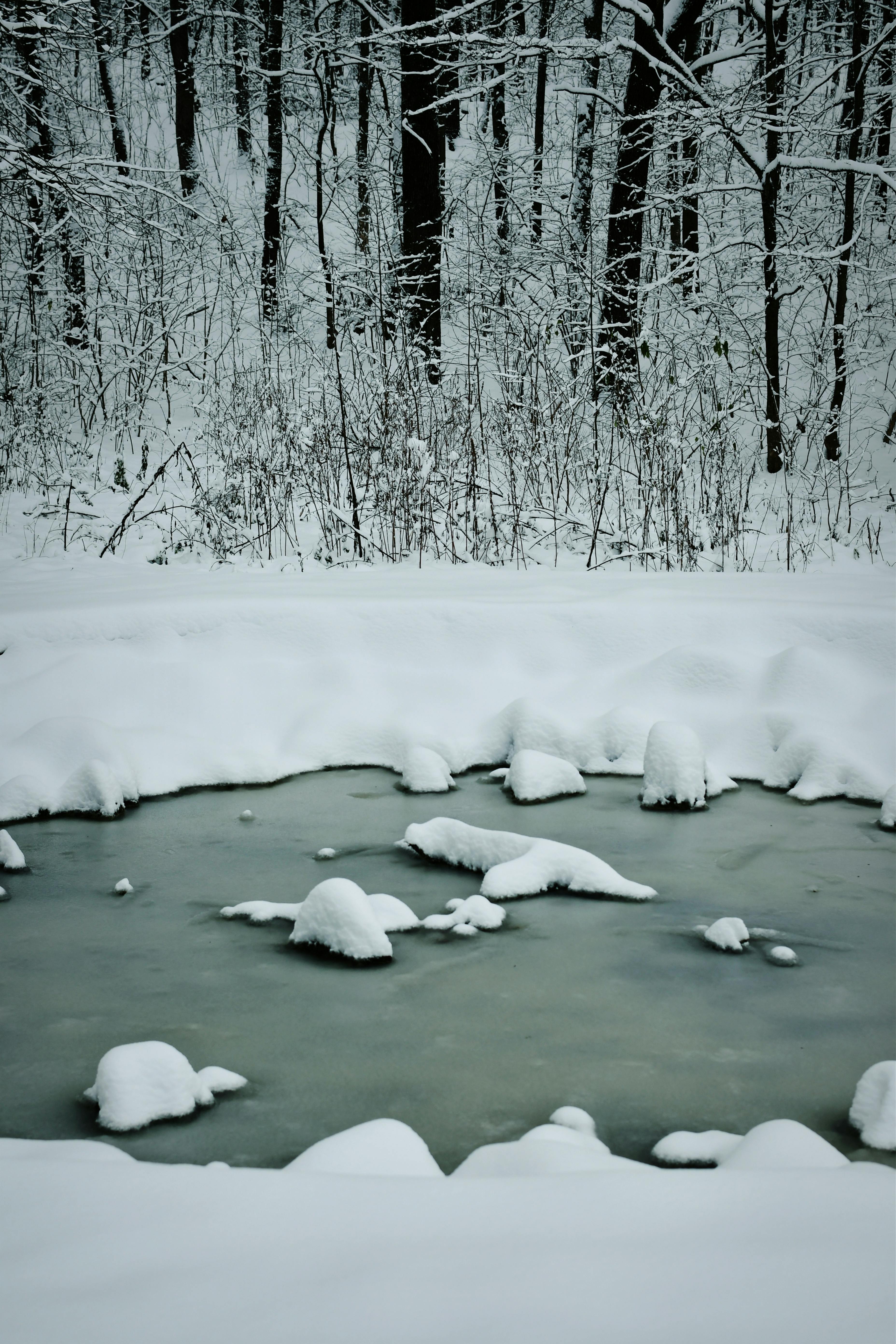 Snowy Tree Line in Winter Landscape · Free Stock Photo