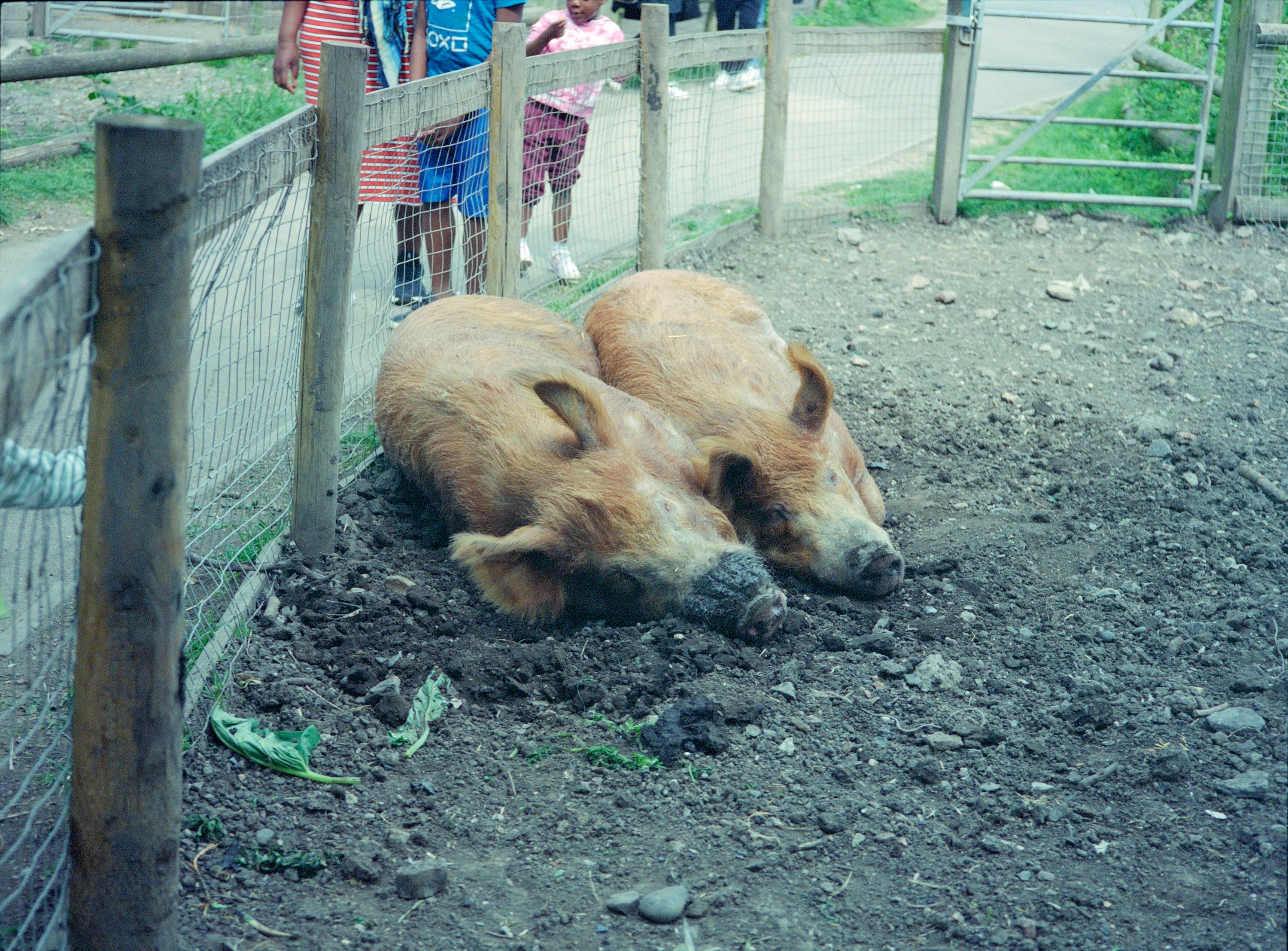 Two pigs sleeping in a pen with a fence around it · Free Stock Photo