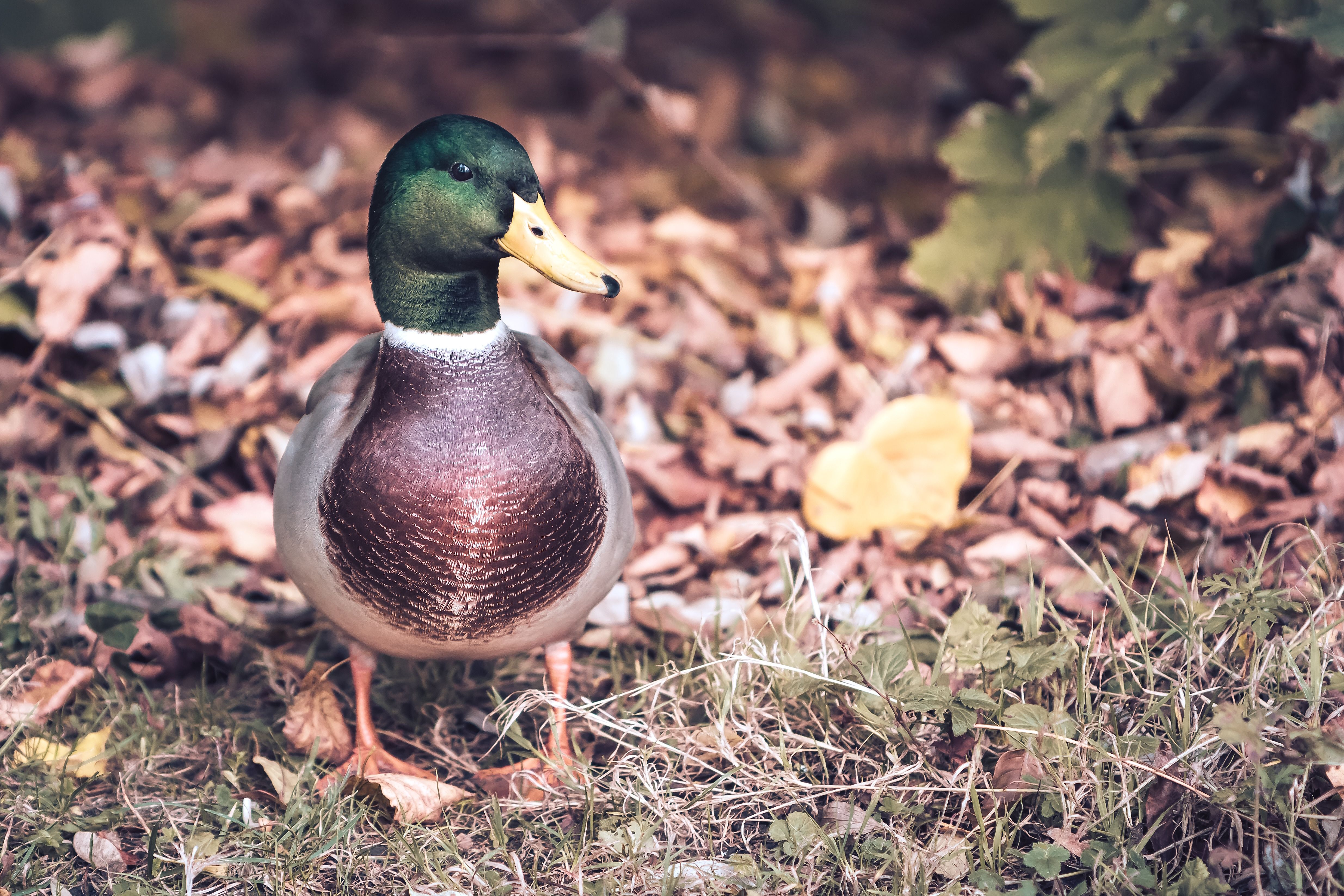 A duck standing in the grass · Free Stock Photo