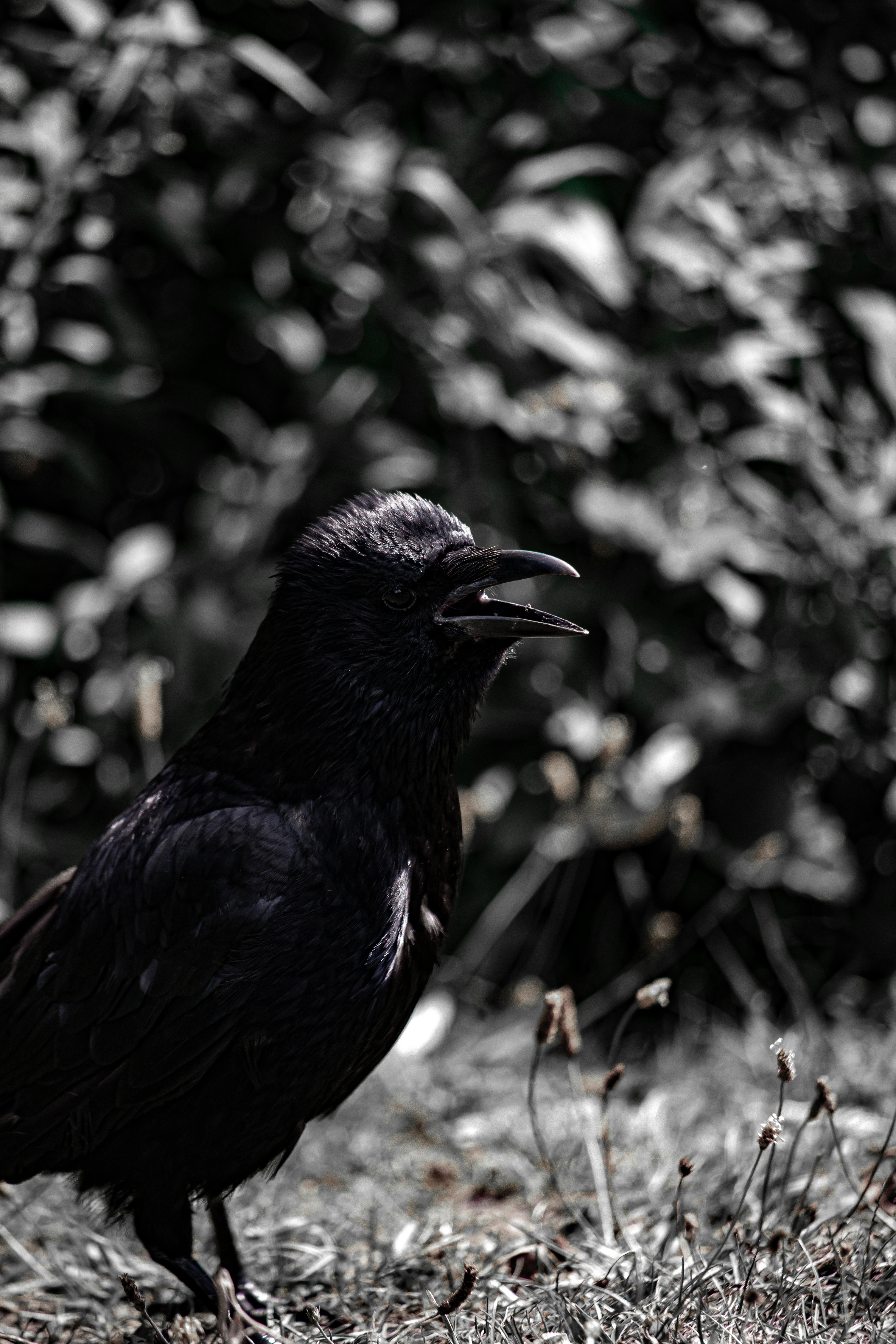 Bird Flex Photos, Download The BEST Free Bird Flex Stock Photos & HD Images