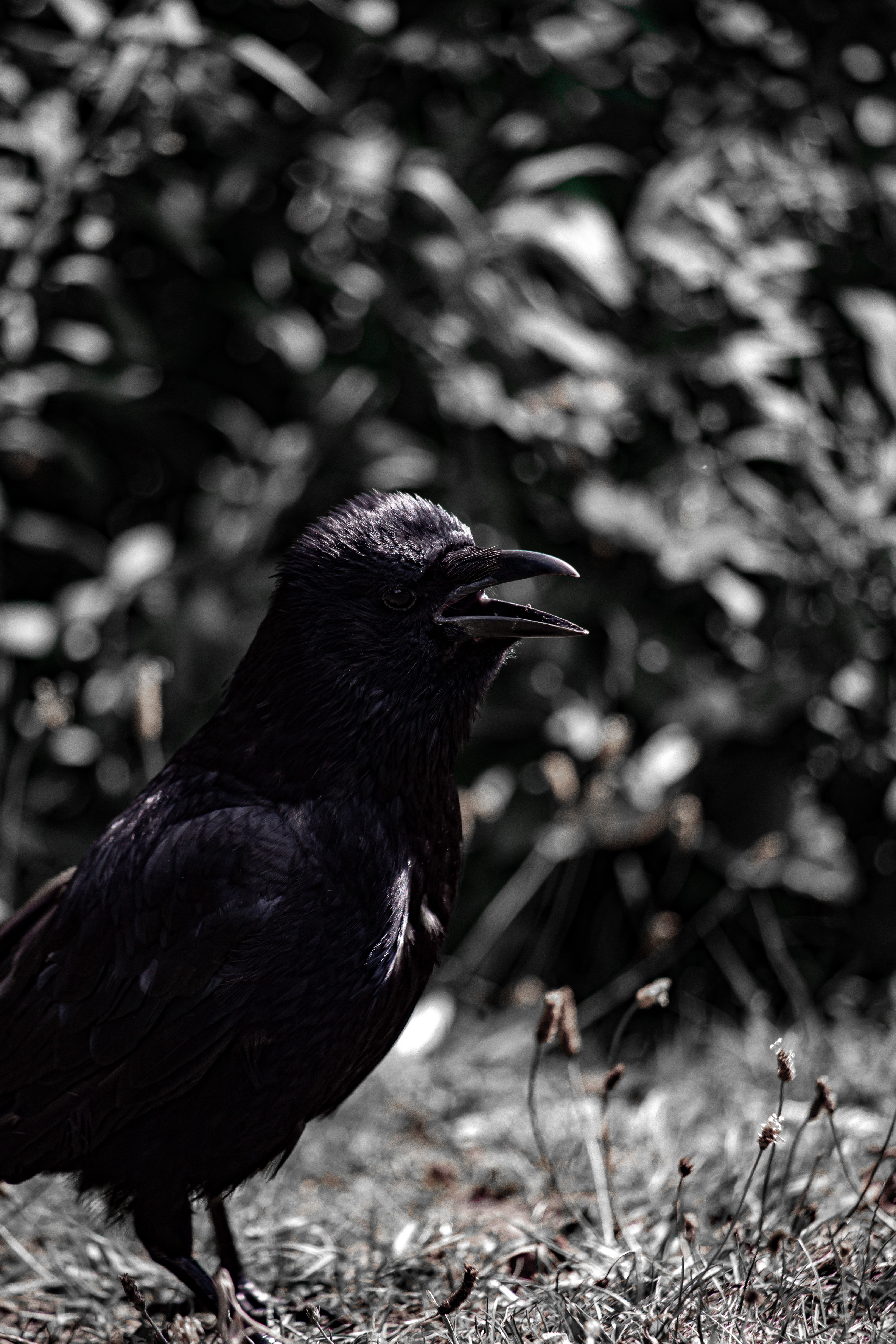 Raven Wallpaper Photos, Download The BEST Free Raven Wallpaper Stock ...
