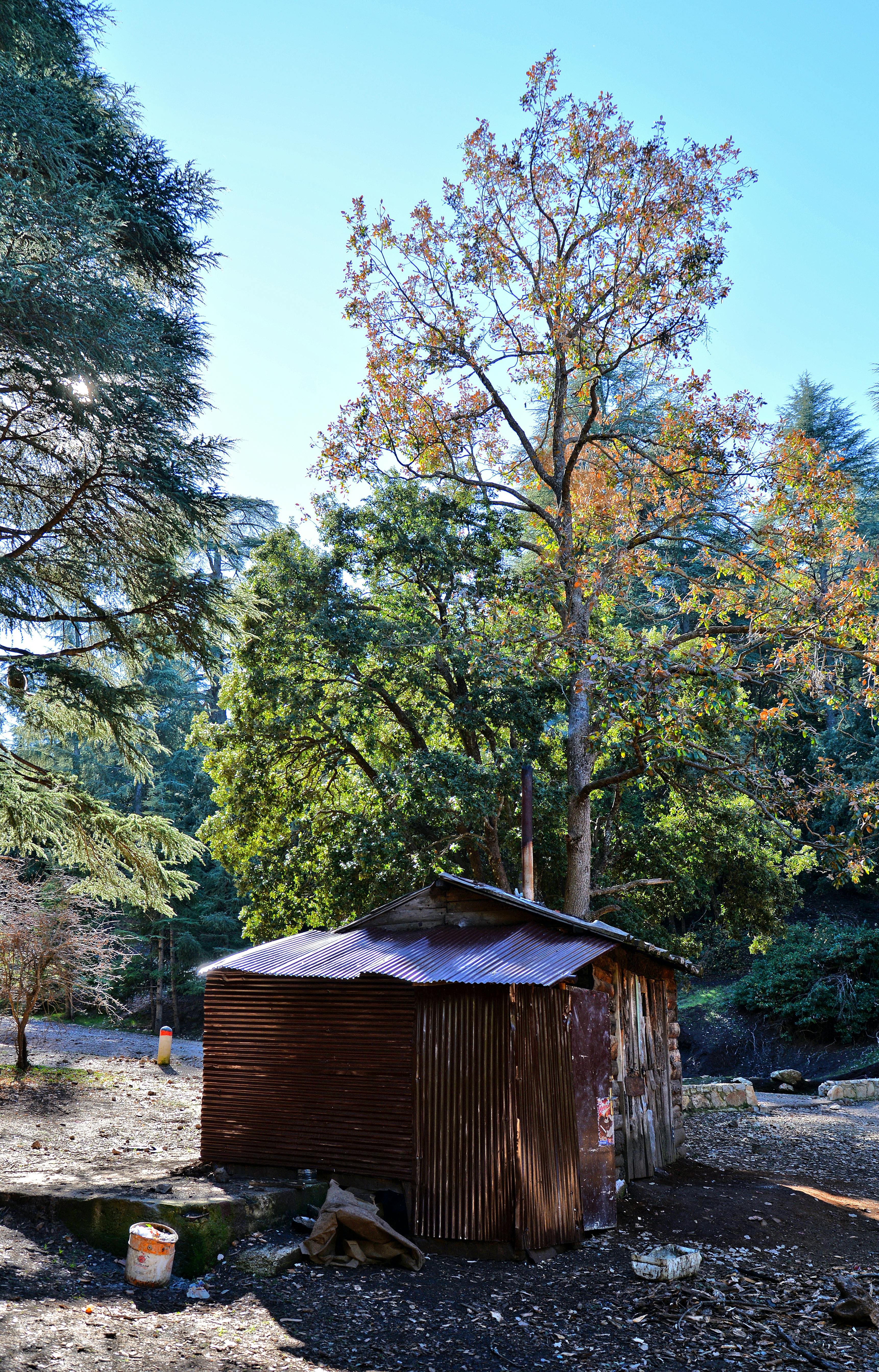 Abandoned Shed in a Rural Area · Free Stock Photo