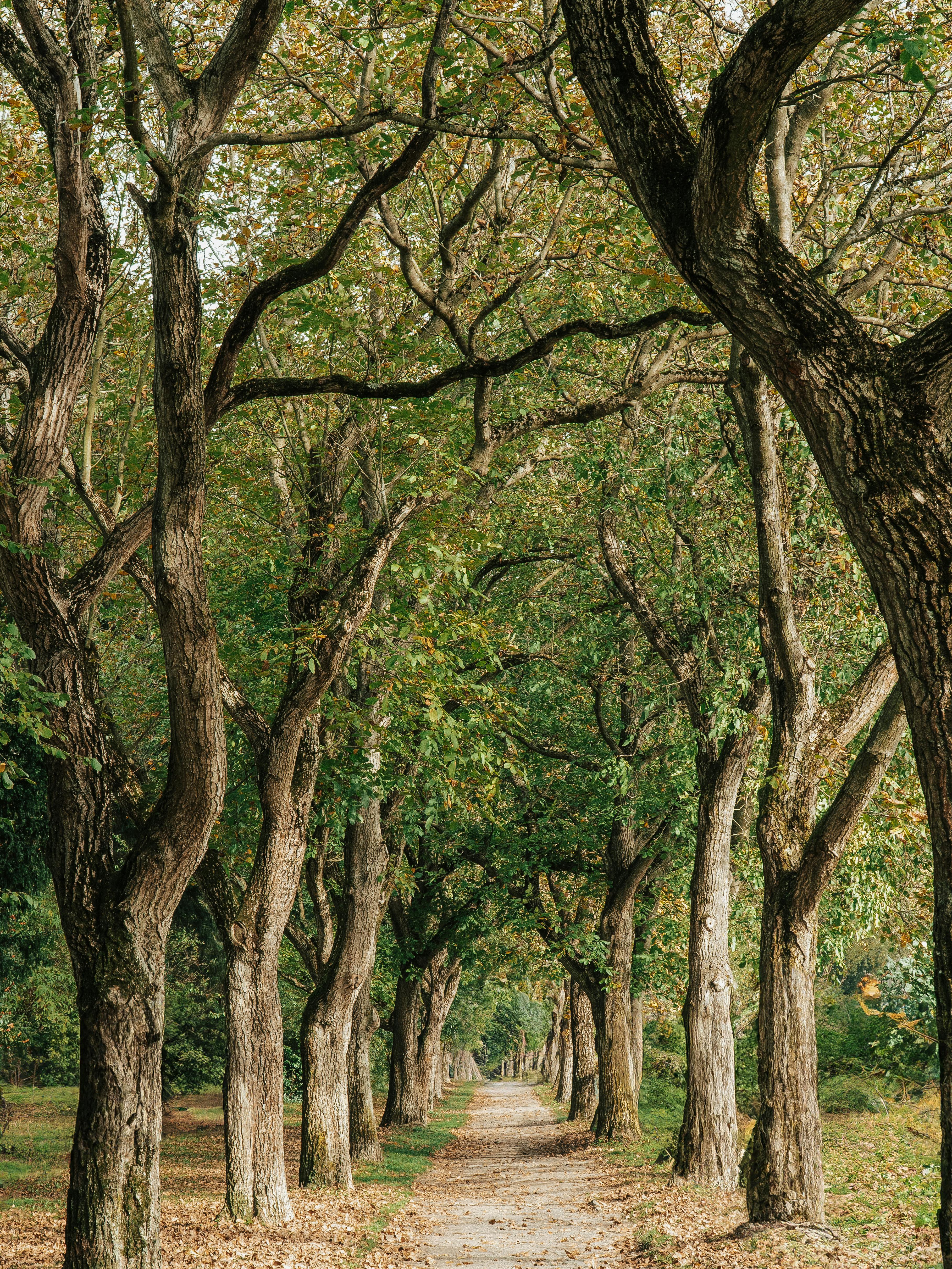 Green Alley with Trees · Free Stock Photo