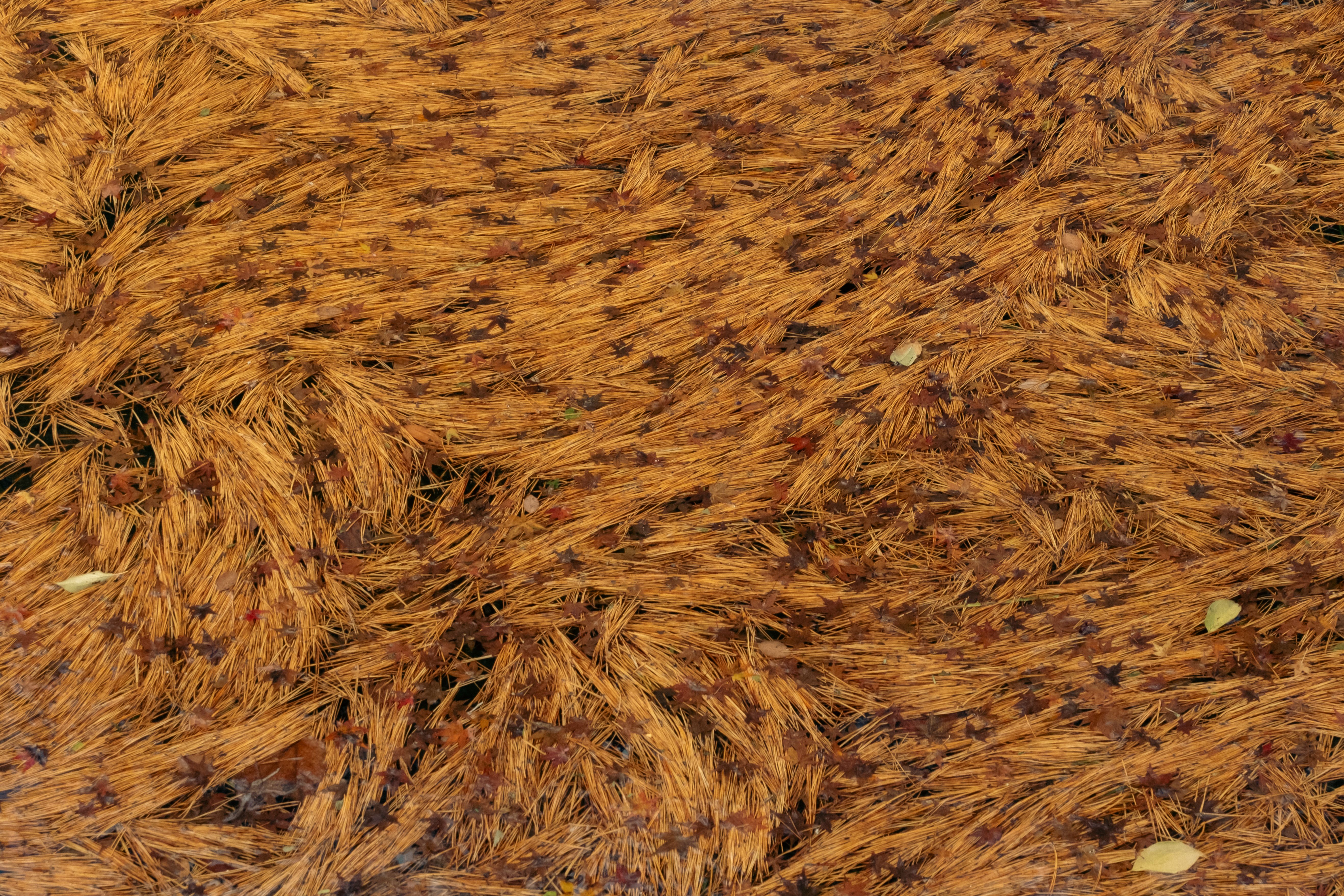 Close up of Yellow Hay · Free Stock Photo
