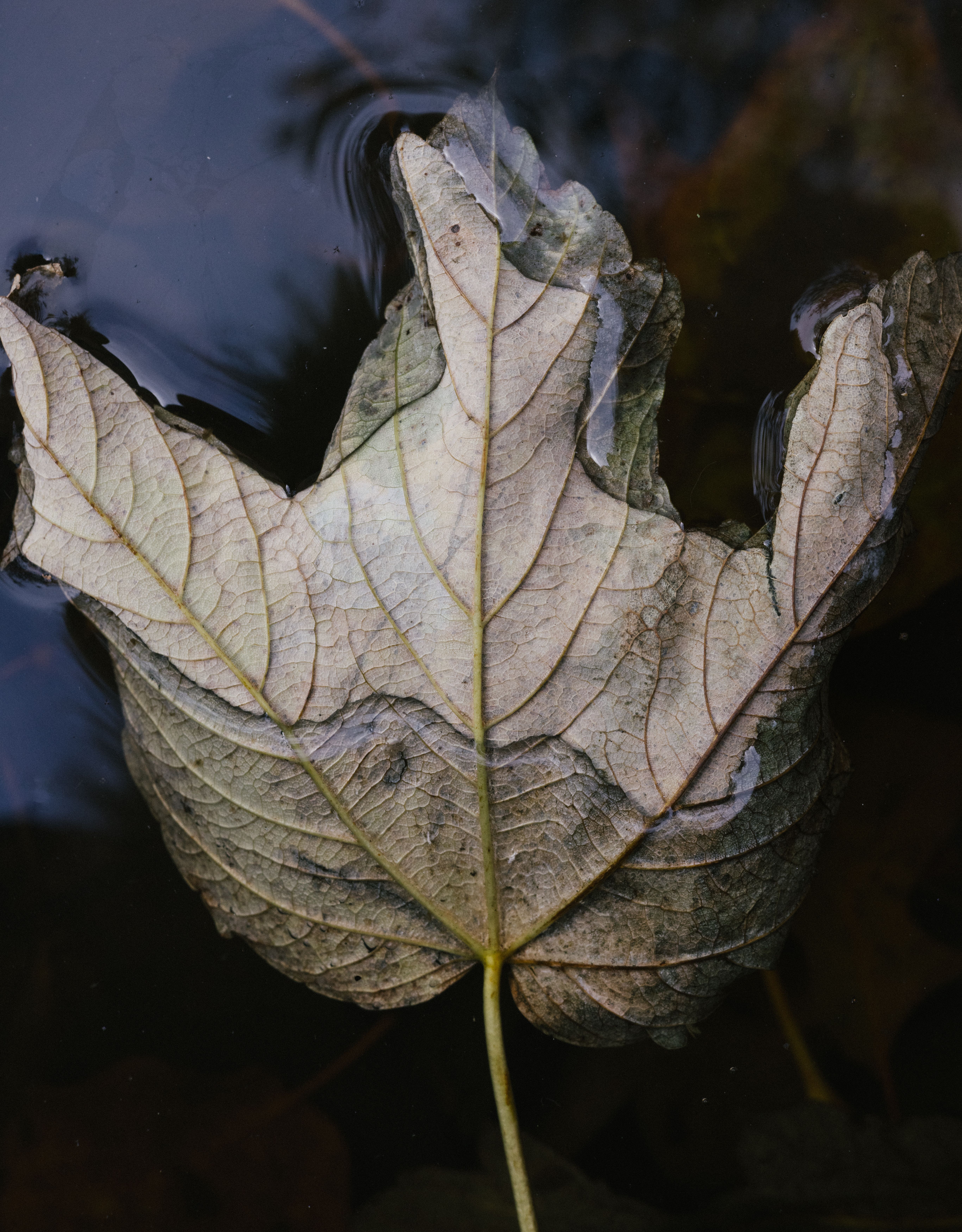 Close up of a Leaf in Water · Free Stock Photo