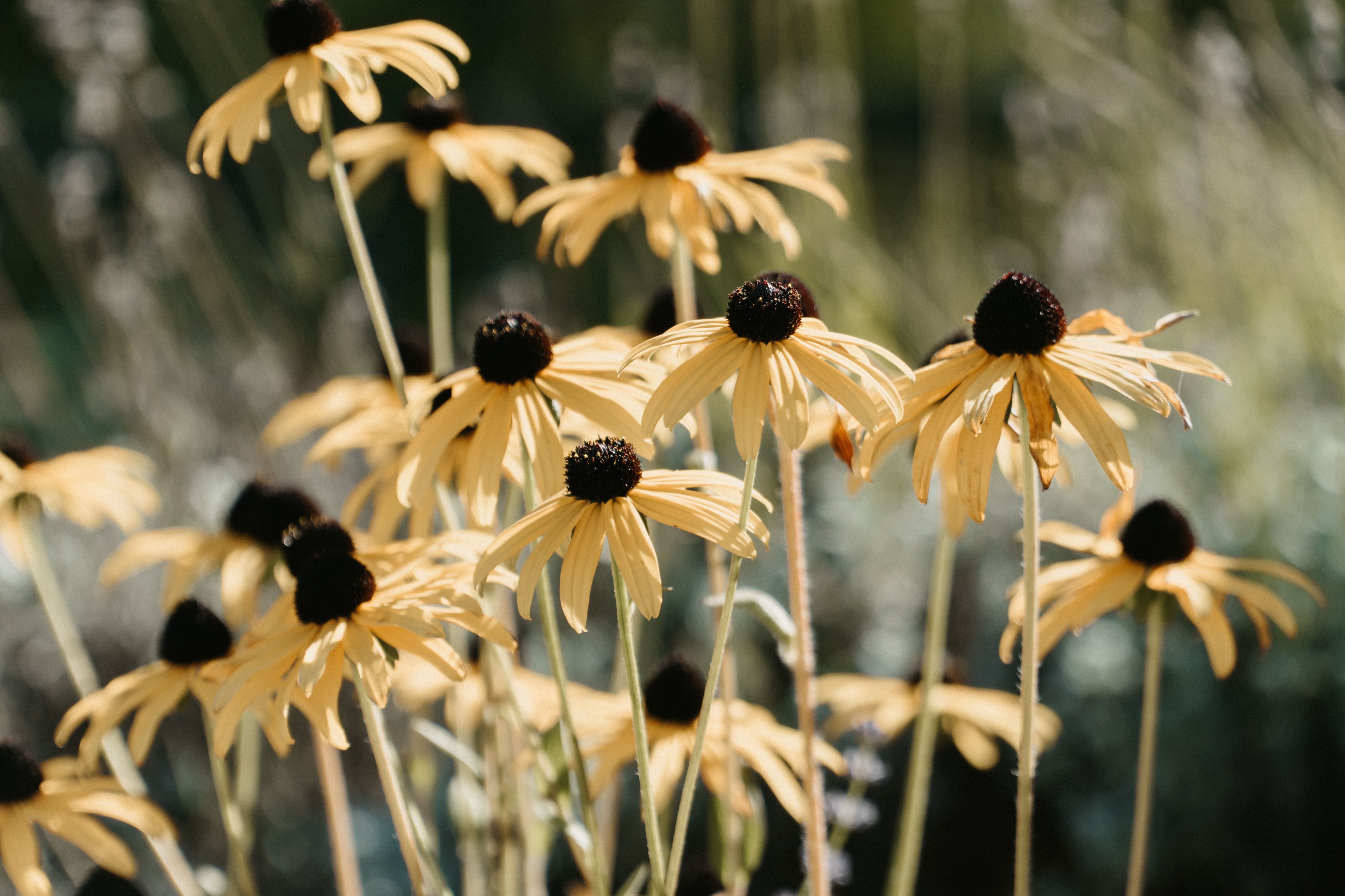 Close-up of Black-eyed Susan Flowers · Free Stock Photo