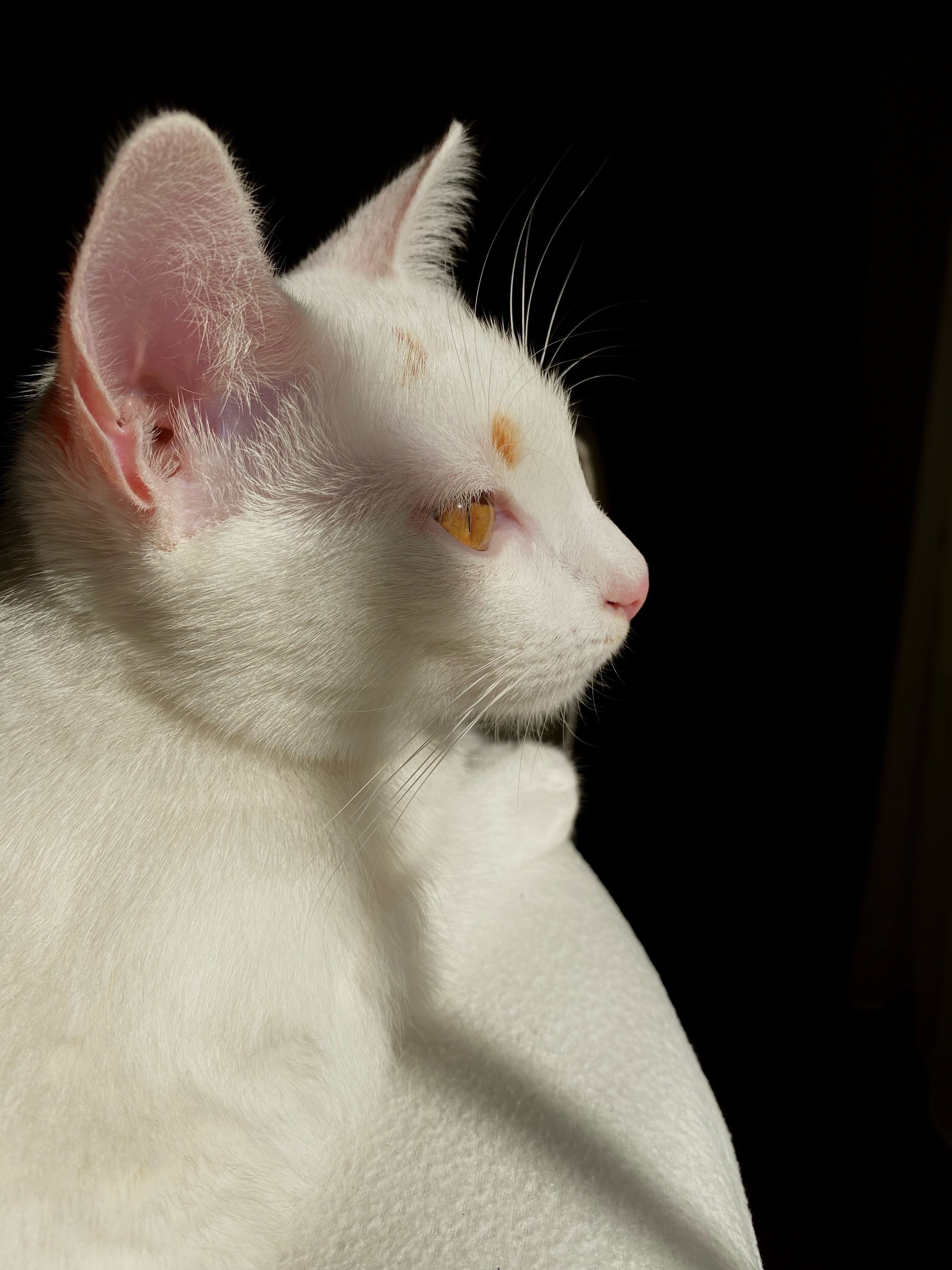 White Cat Head · Free Stock Photo