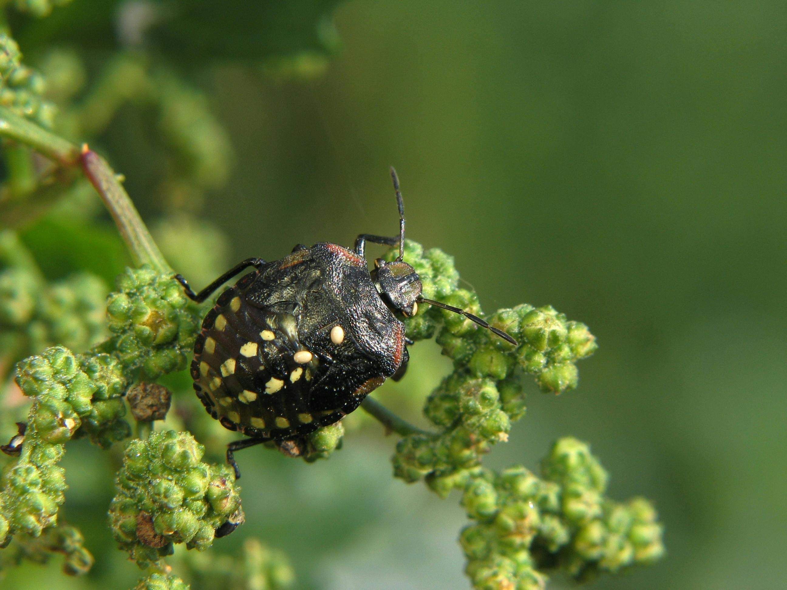 A black and yellow bug on a green plant · Free Stock Photo