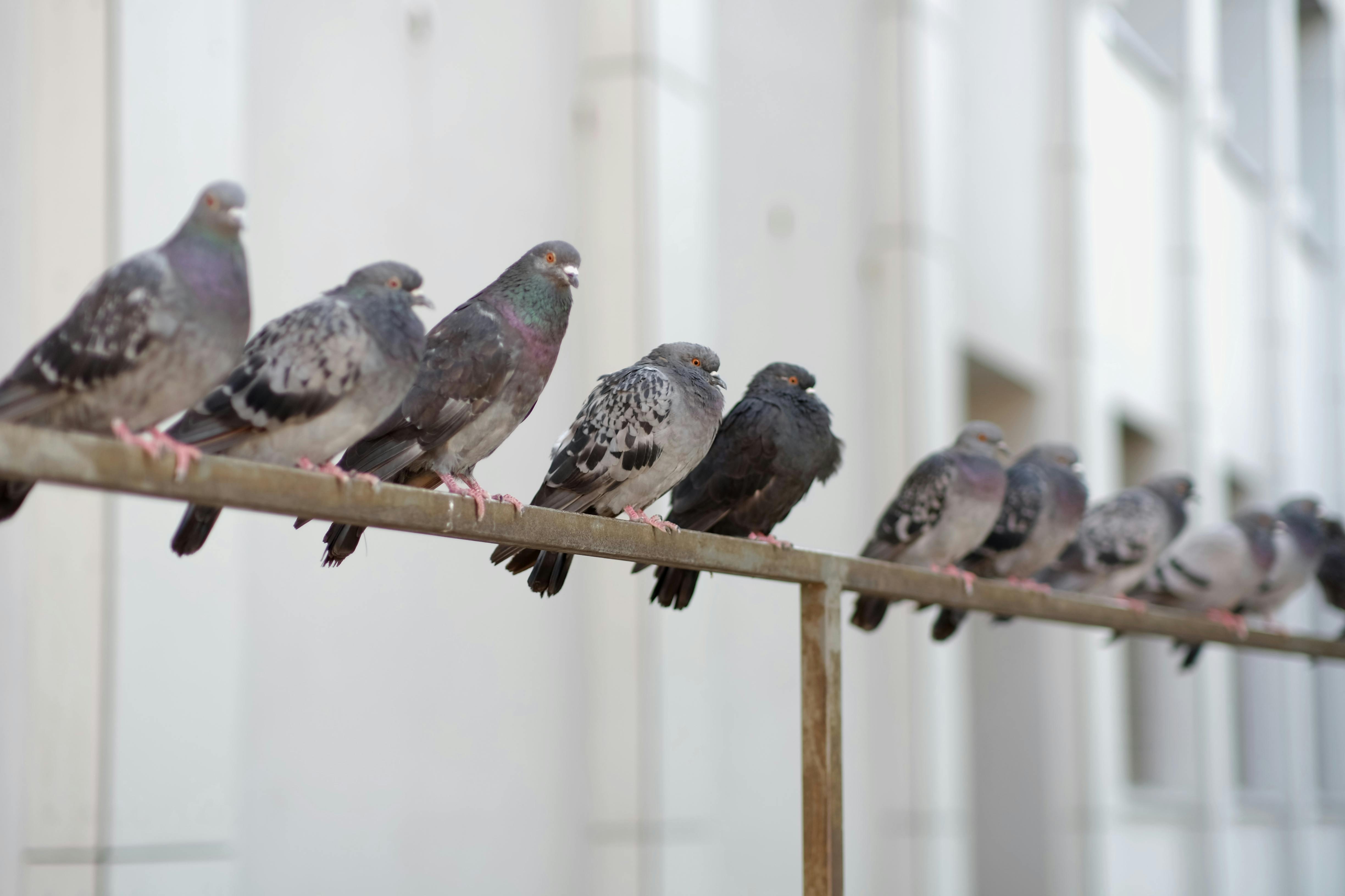 Color Pigeons Photos, Download The BEST Free Color Pigeons Stock Photos ...