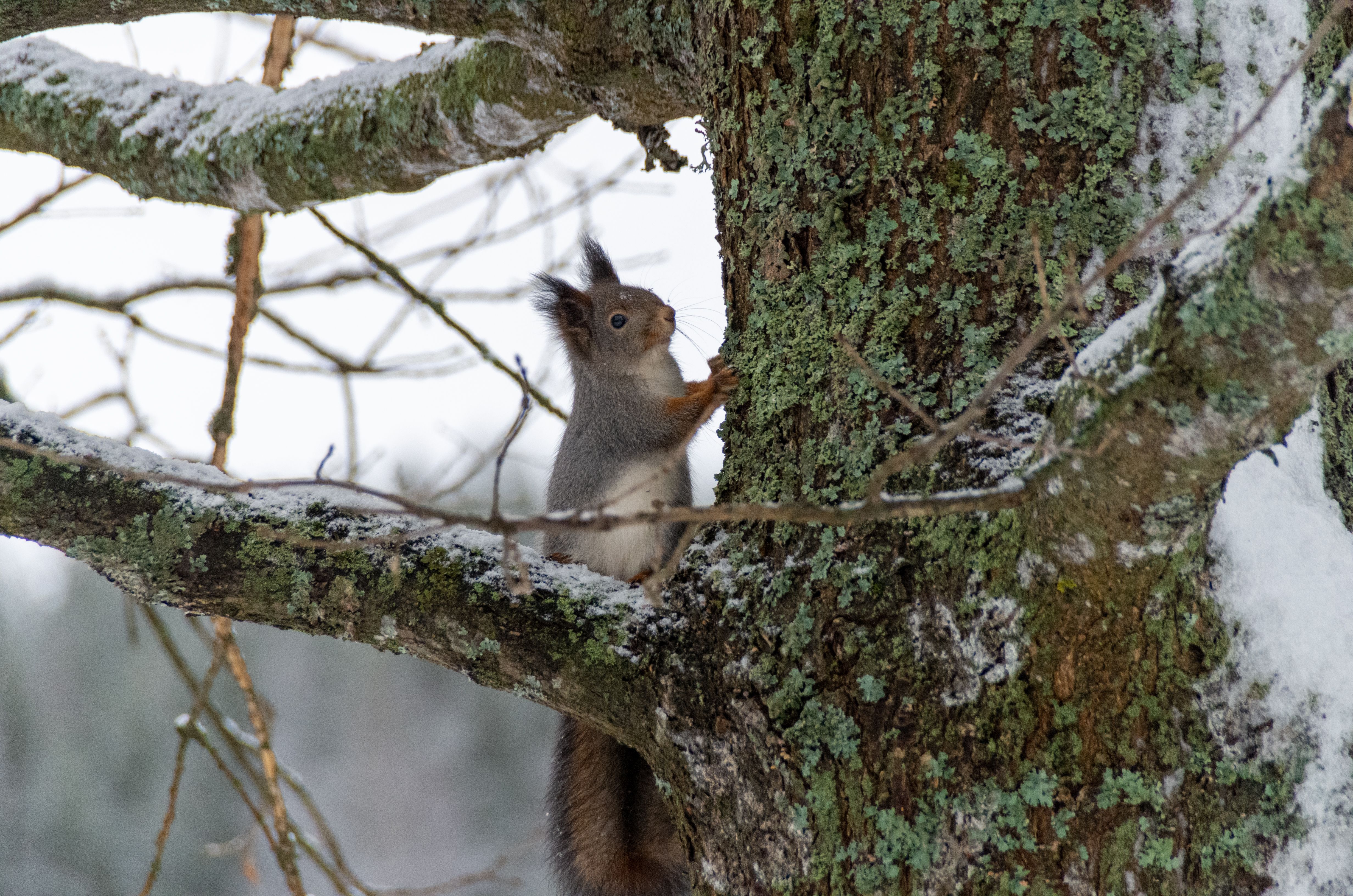 Close-up of a Squirrel on a Tree in Winter · Free Stock Photo